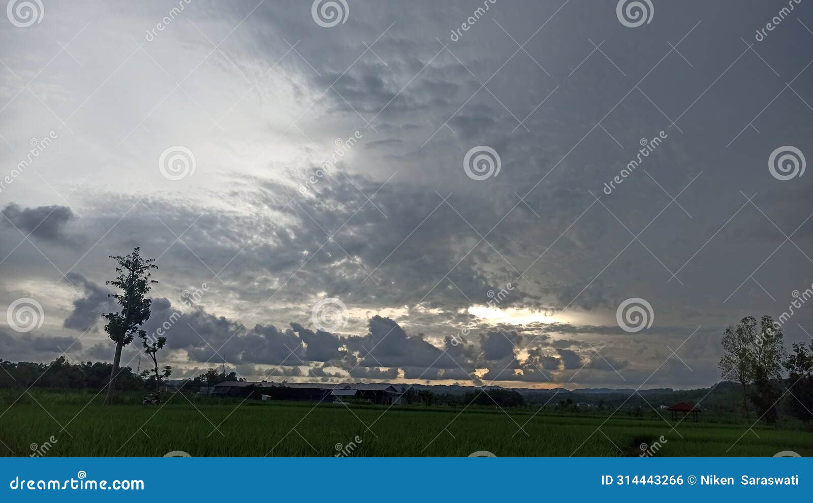 The Natural Scenery in Rural Rice Fields Stock Photo - Image of rural ...