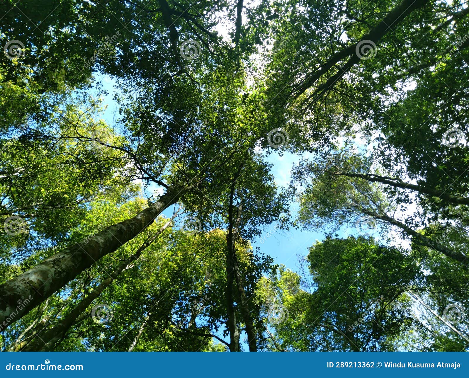 Natural Scenery of Shady Trees Stock Photo - Image of energy, spring ...