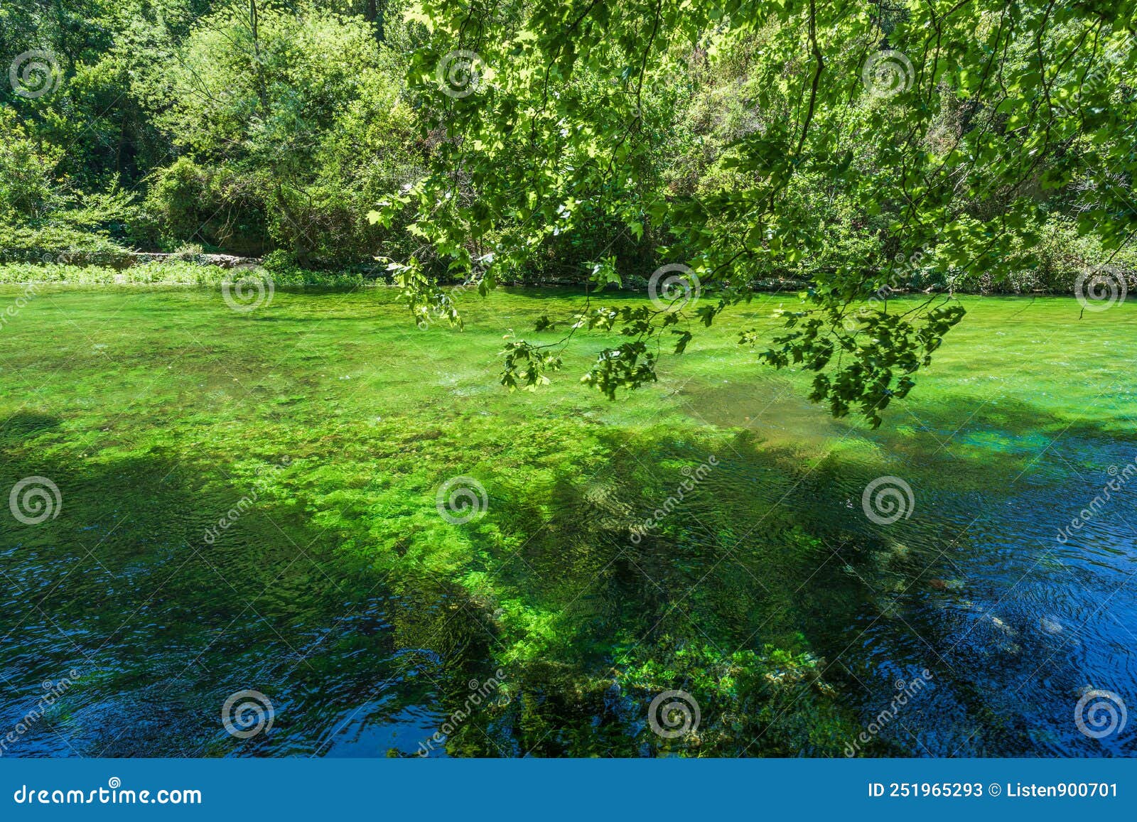 Natural Scenery of Summer Forest and Stream Stock Image - Image of park ...