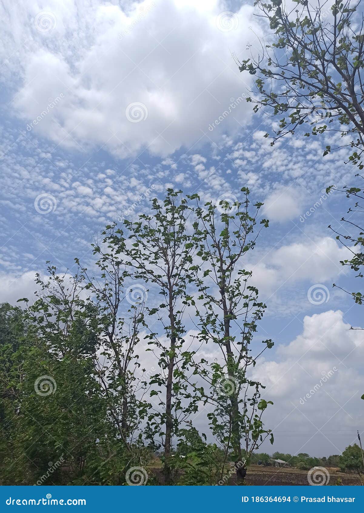 Natural Scenery Tree and Cloud are Meeting with Each Others Stock Photo ...