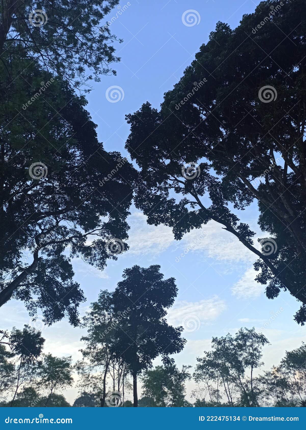 Natural Scenery of Trees stock photo. Image of view - 222475134