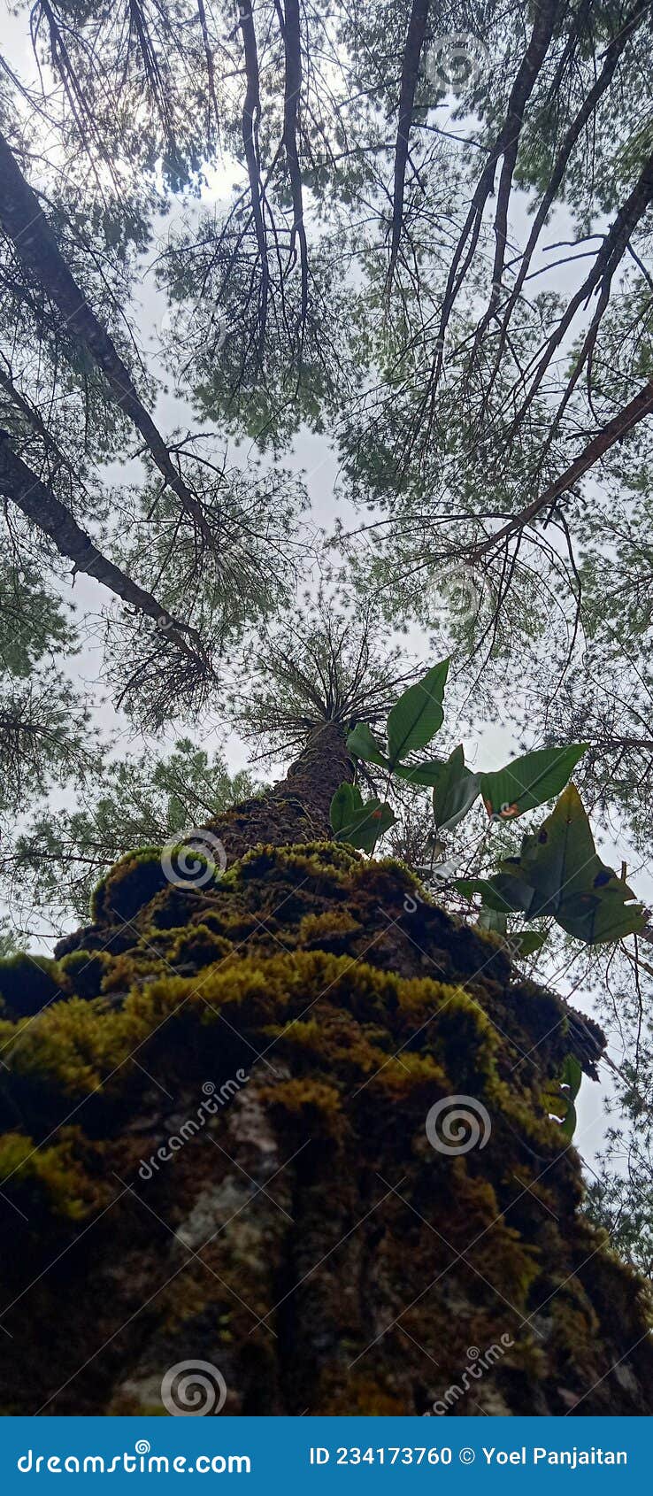 Natural scenery of trees stock photo. Image of shady - 234173760