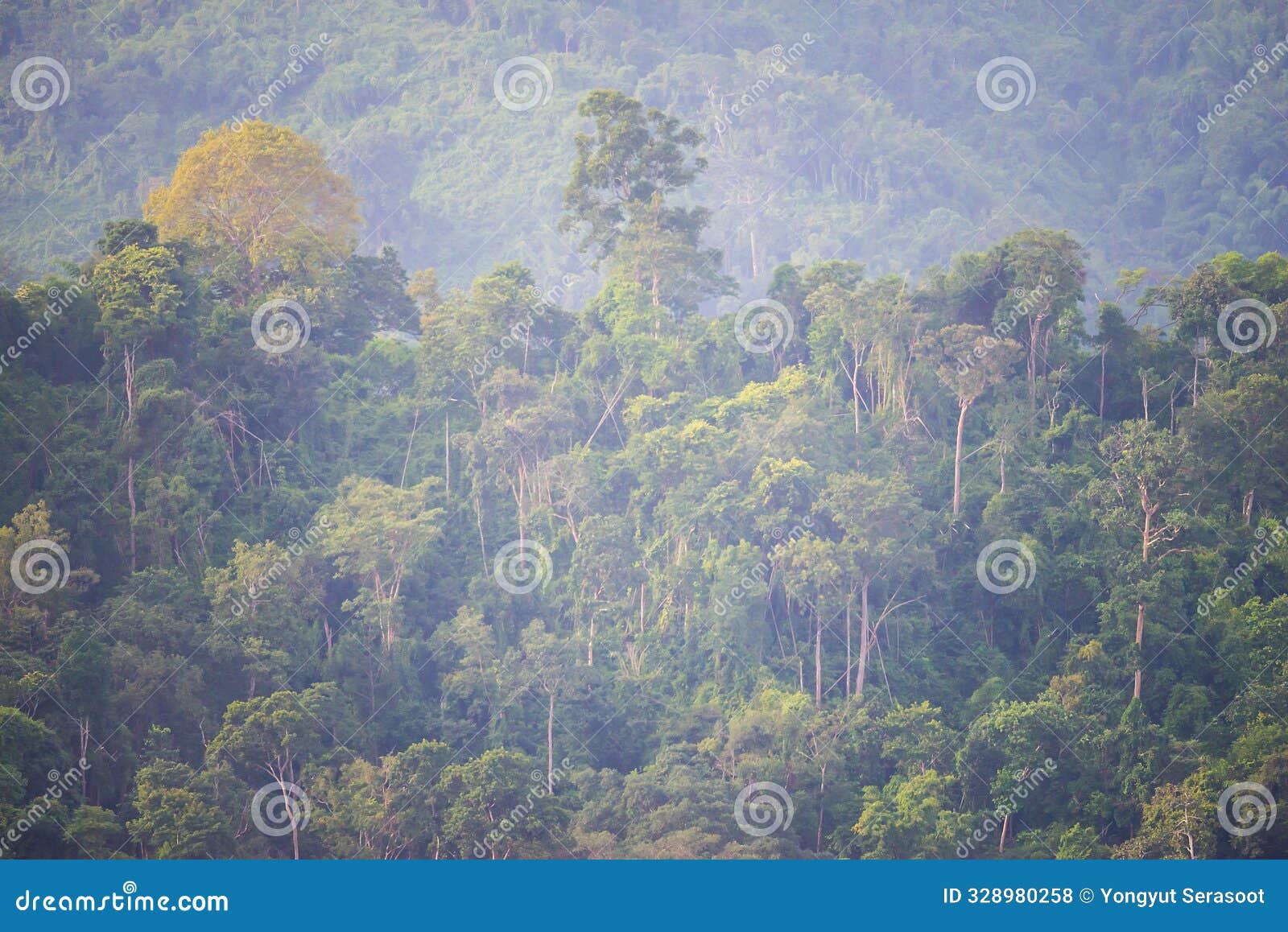 Natural Scenery of Tropical Forest Trees Stock Photo - Image of autumn ...