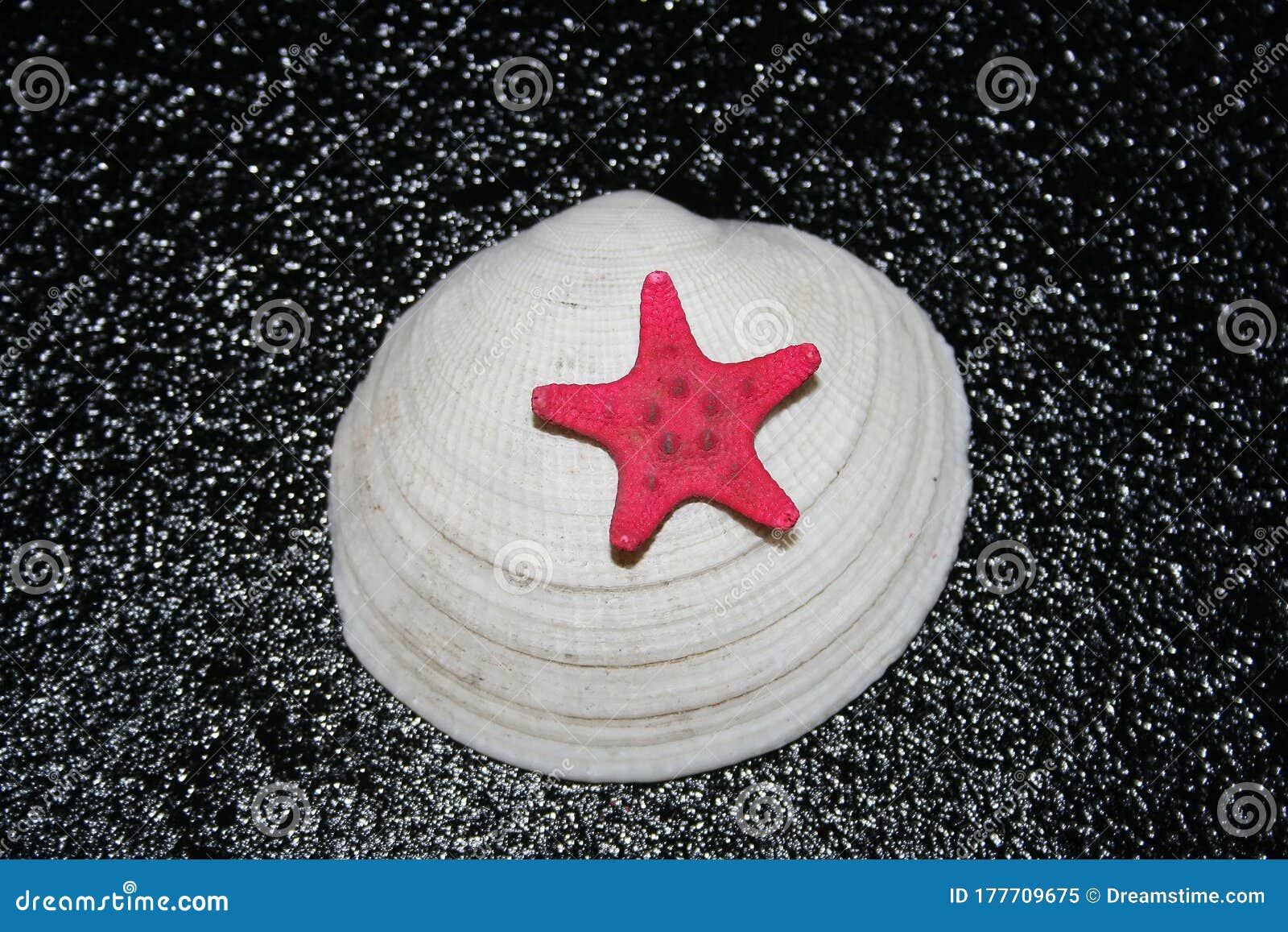 The Sea Shells on the Black Background Stock Image - Image of vacation ...