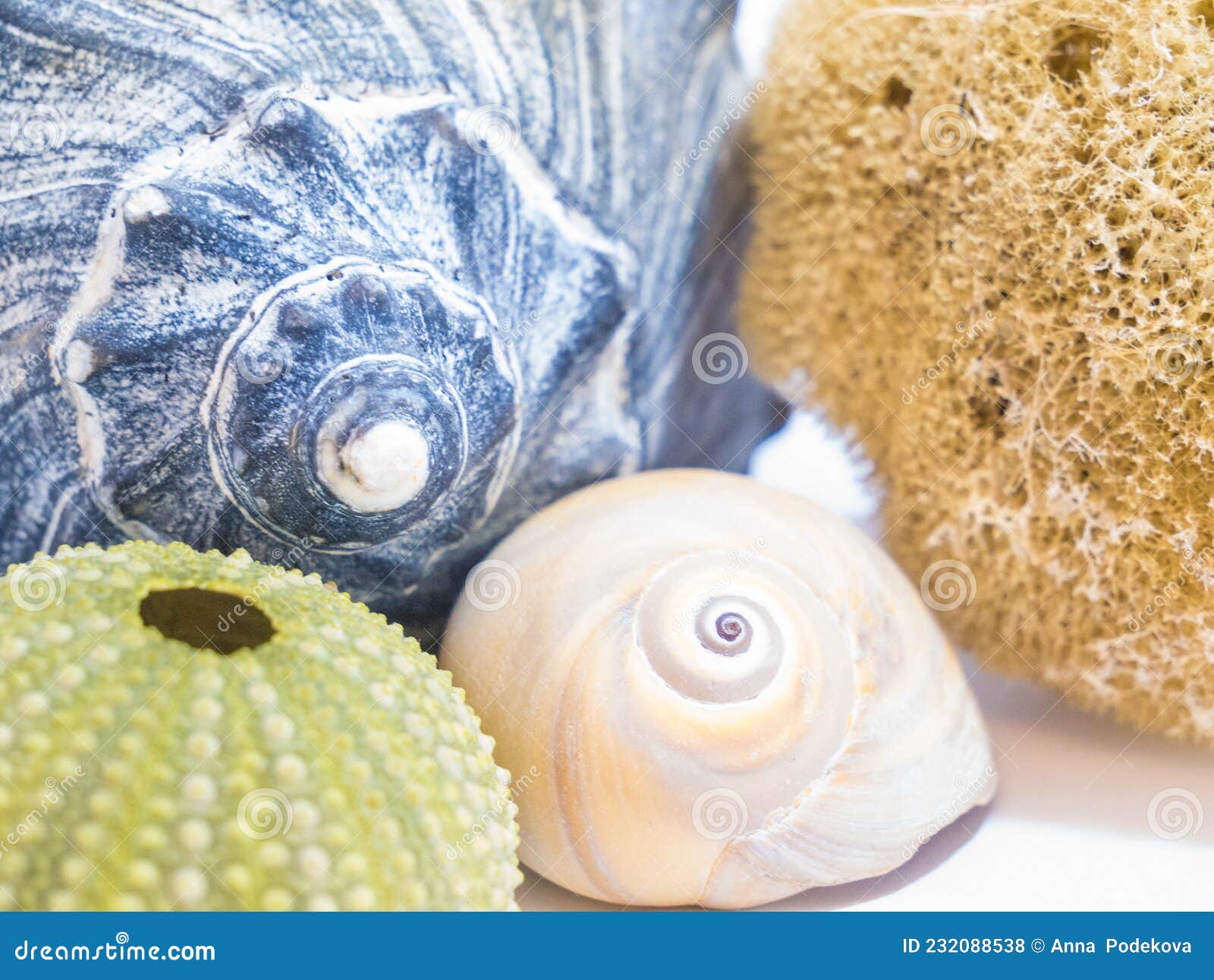 Snails Collection Isolated On Transparent Background. Various Shell ...