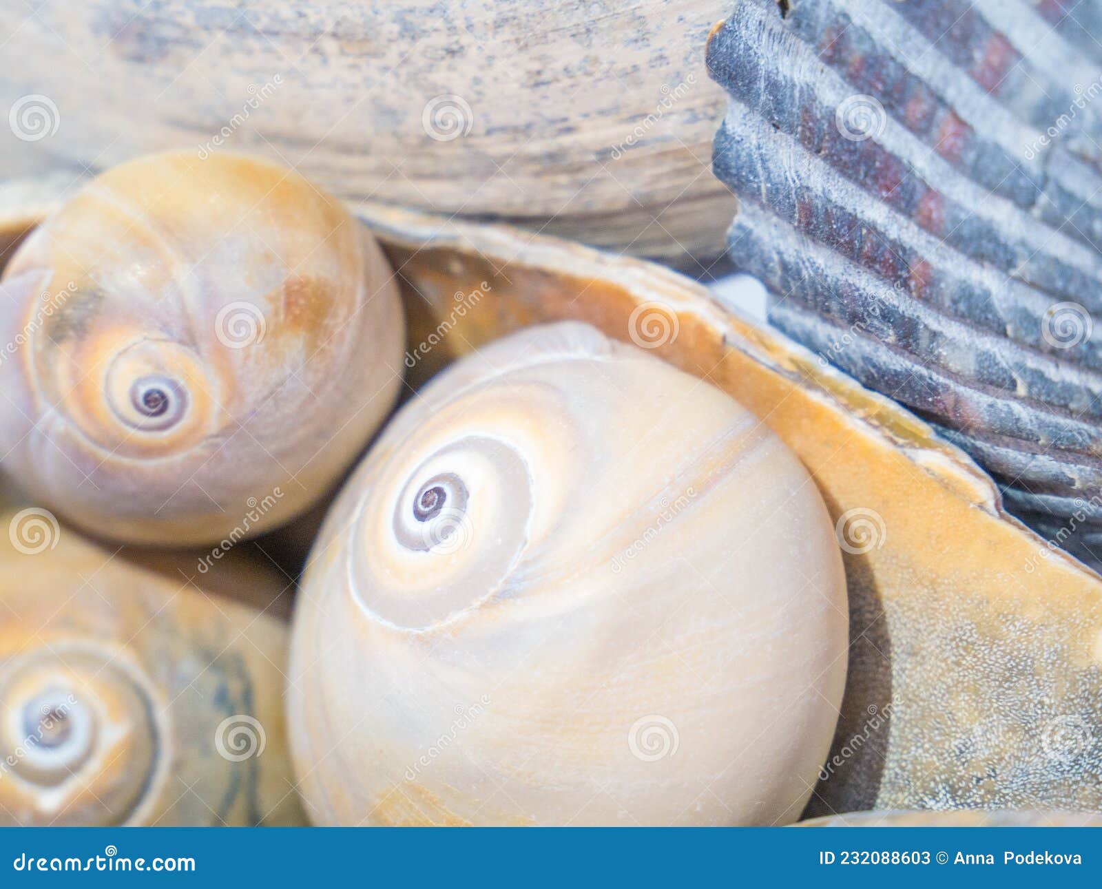 Snails Collection Isolated On Transparent Background. Various Shell ...