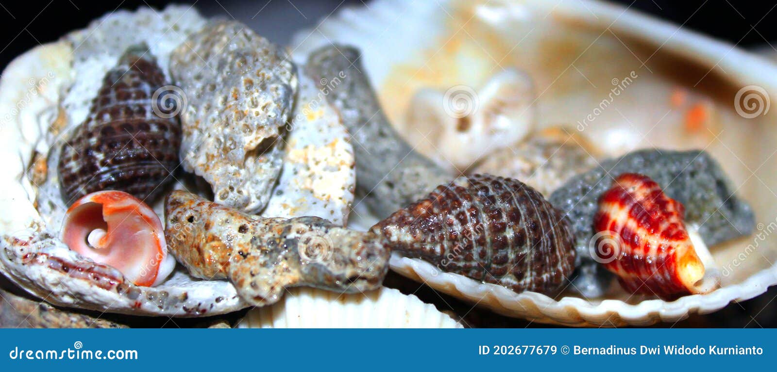 Natural sea shells stock image. Image of long, multipurpose - 202677679