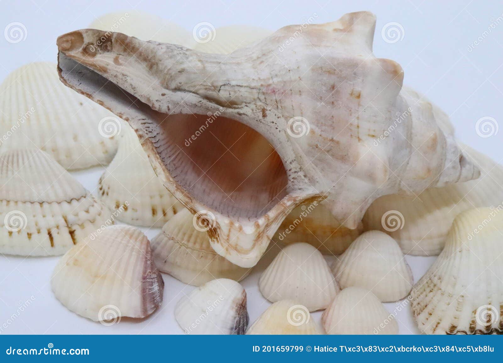 Natural Sea Shells, White Background Stock Image - Image of isolated ...
