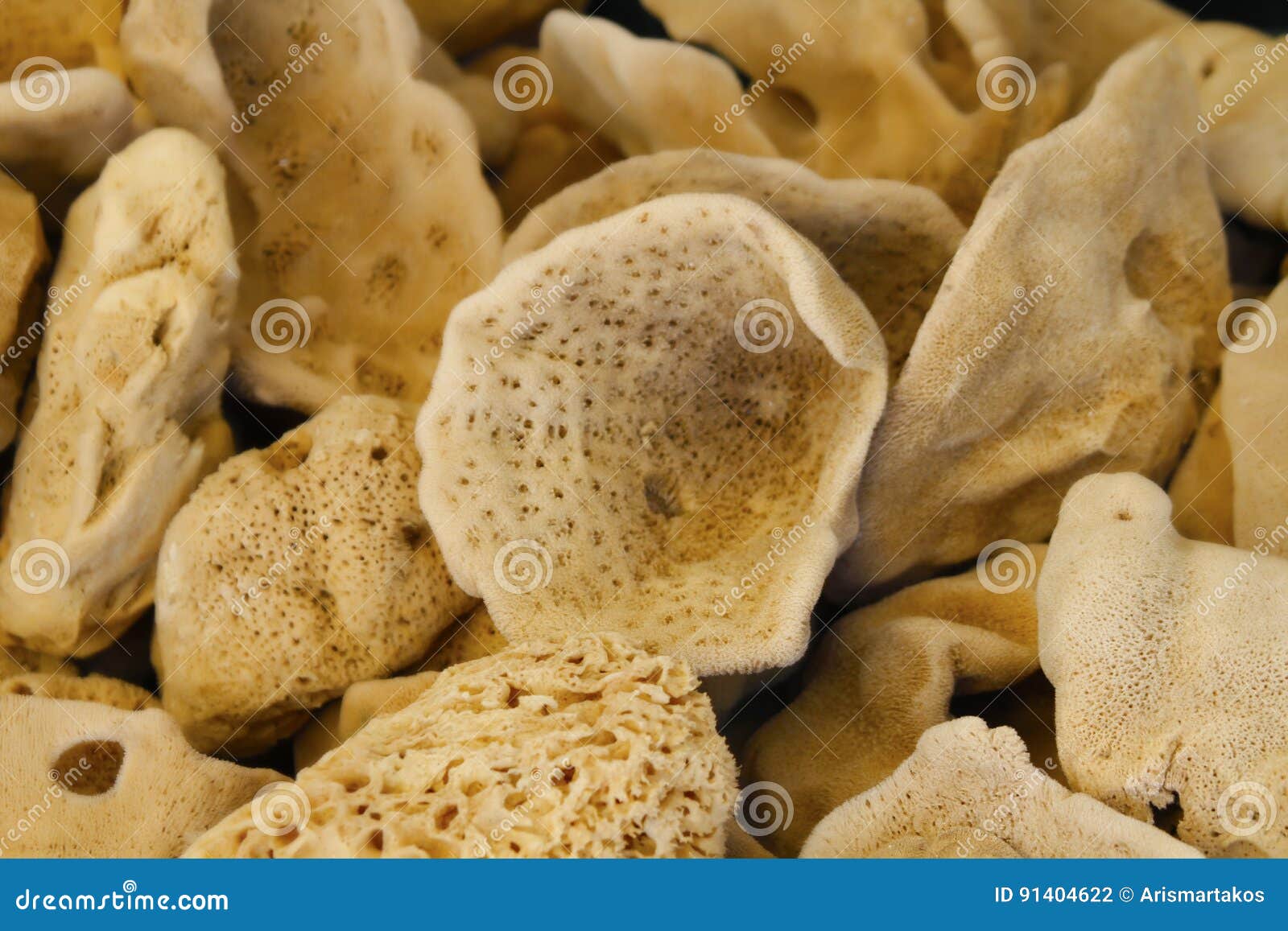 Natural sea Sponge stock photo. Image of candid, natural - 91404622