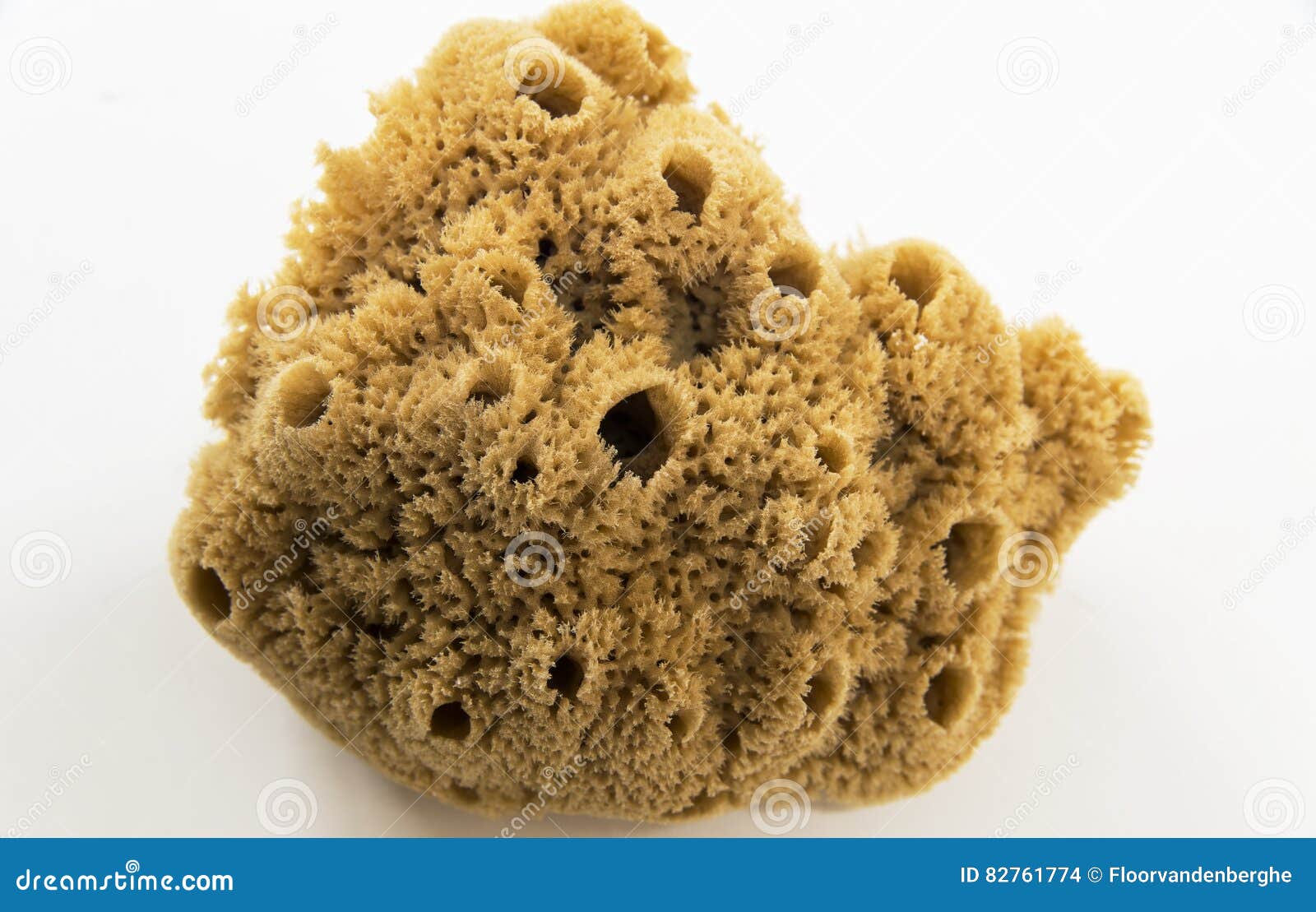 Sponge Hd Stock Photos - Free & Royalty-Free Stock Photos from Dreamstime