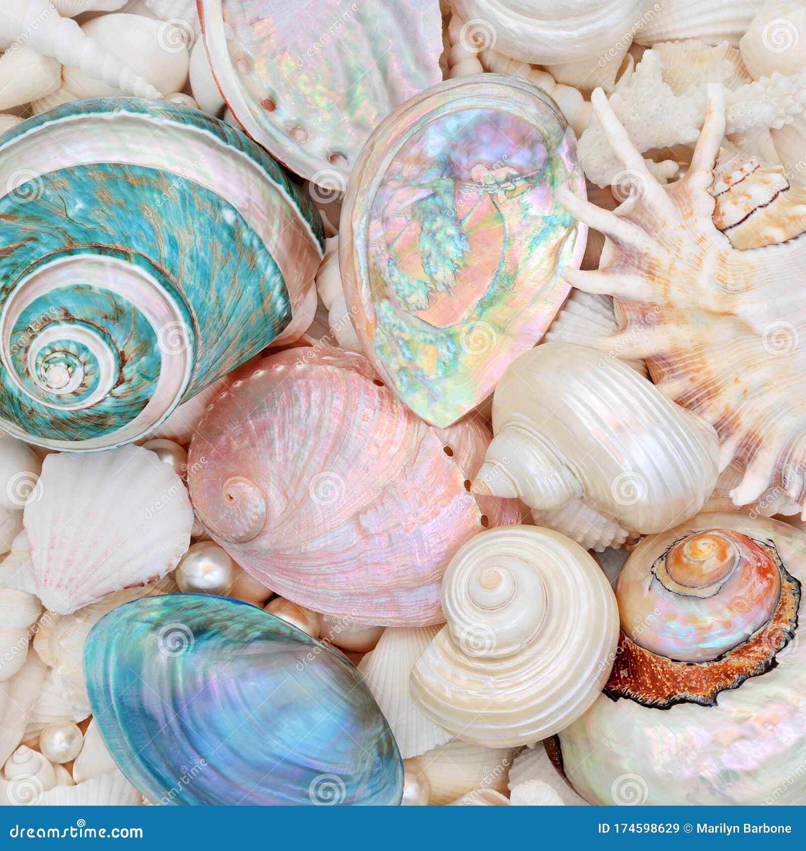 Natural Seashell Beauty with Mother of Pearl Shells Stock Image - Image ... Natural Seashell Beauty with Mother of Pearl Shells Stock Image - Image ...