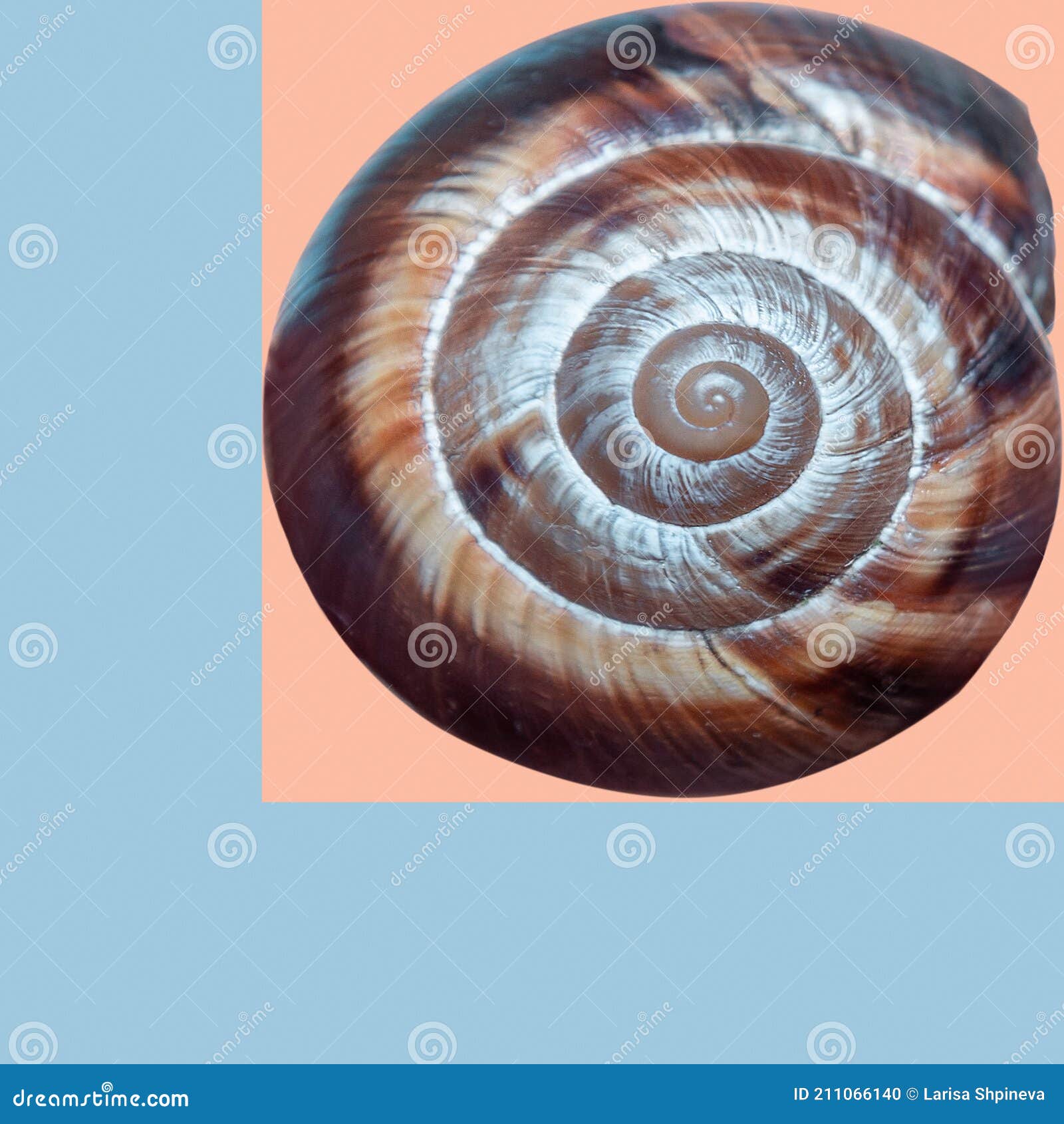 Seashell Of A Sea Snail Purple Dye Murex Or Spiny Dye-murex Bolinus ...