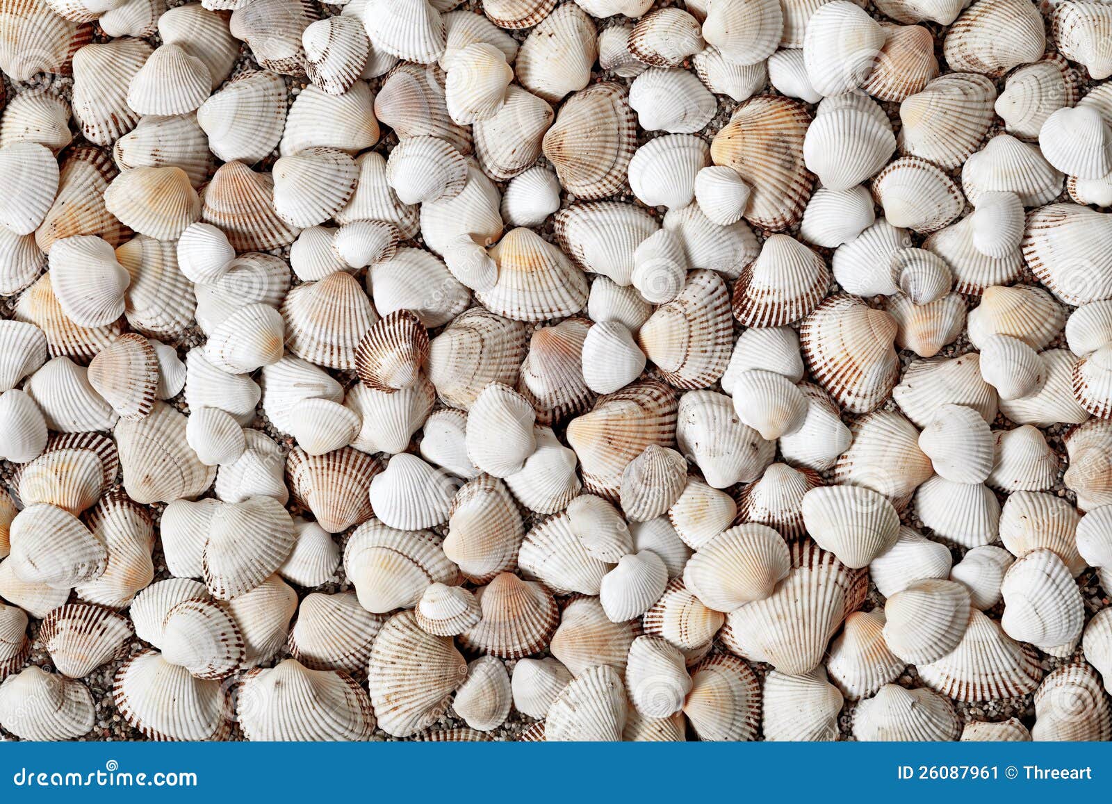 Natural Seashells stock image. Image of coast, seashell - 26087961
