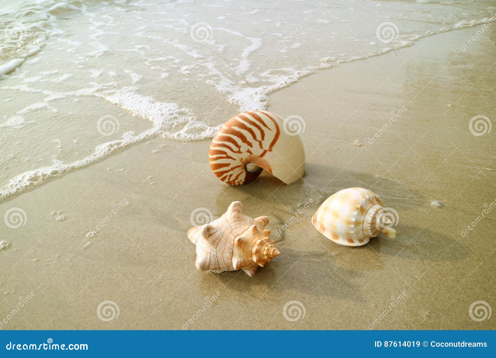 Natural Seashells on the Beach with Bubbles of Sea Wave Stock Image ...