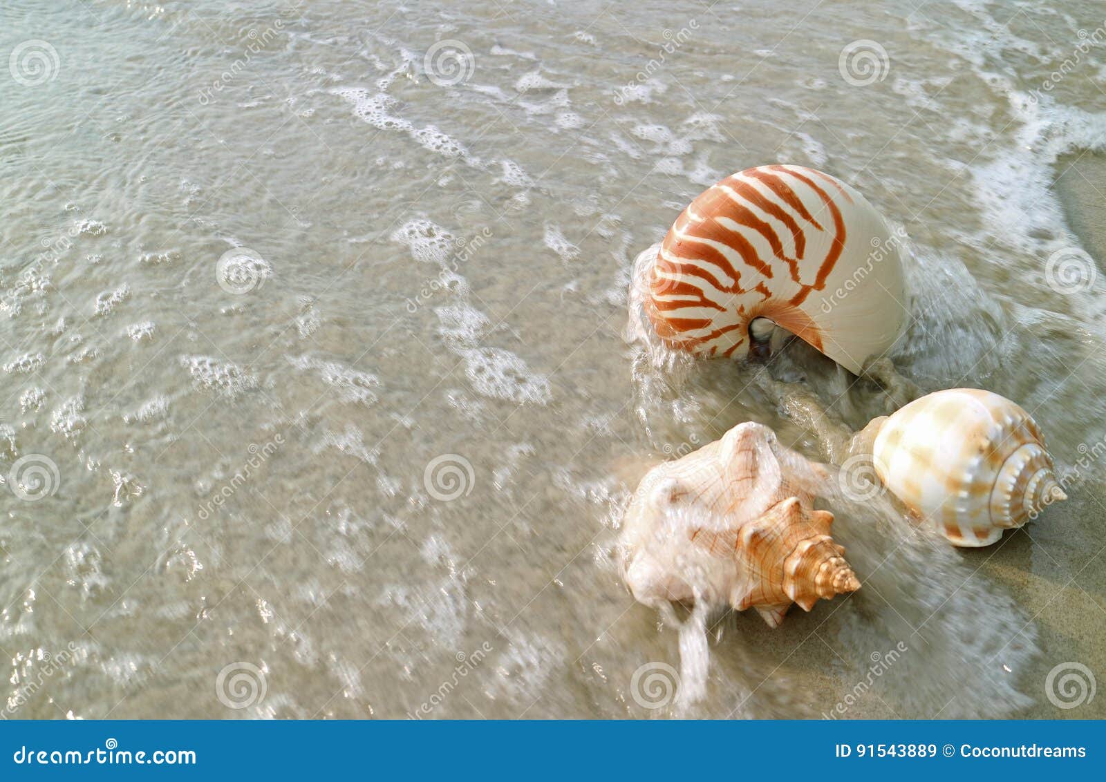 Natural Seashells on the Sand Beach Crashing by the Wave Stock Image ...