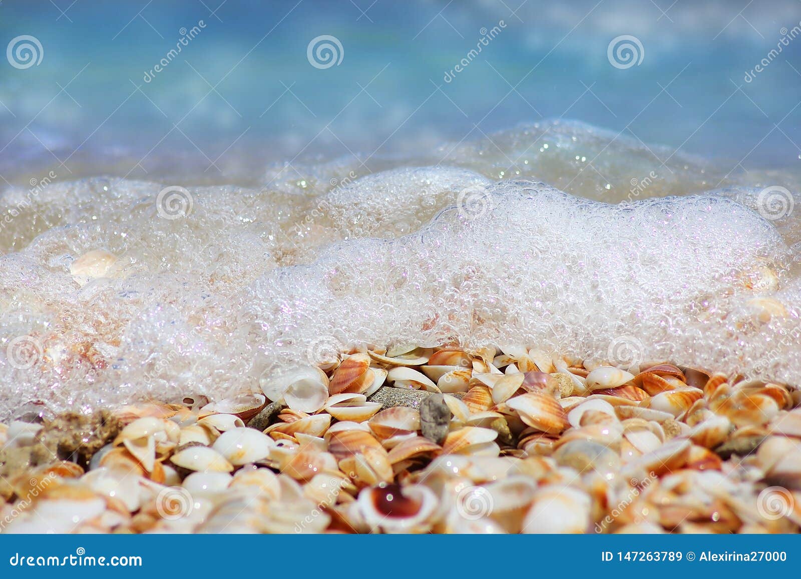 Natural Seashells on the Sea Shore Stock Image - Image of blue, travel ...