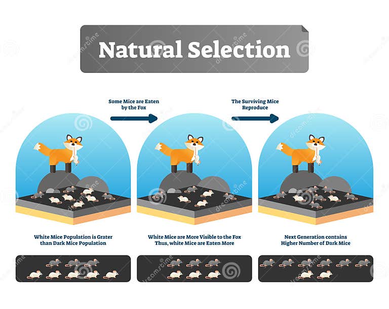 Natural Selection Vector Illustration. Explained Scheme with Life ...