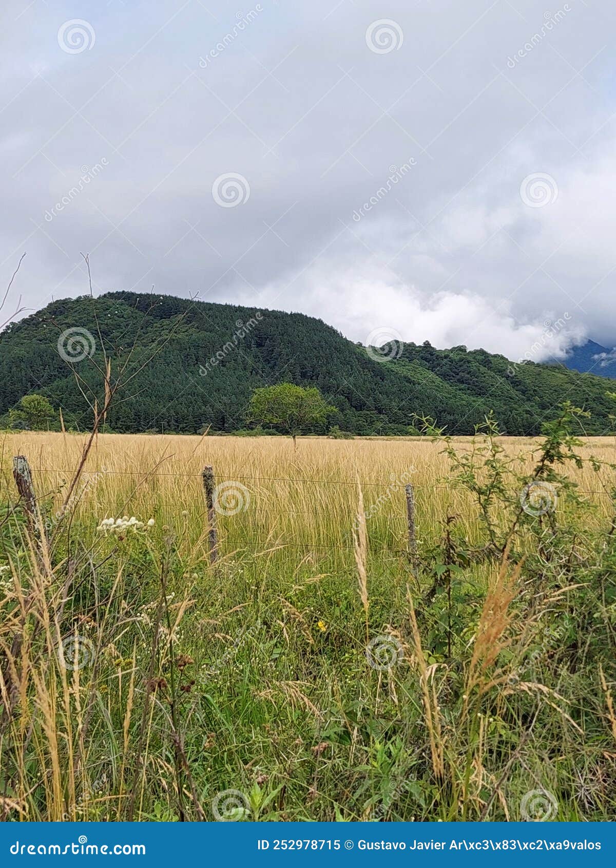 Natural Senery of Southamerica Stock Image - Image of wilderness, plain ...