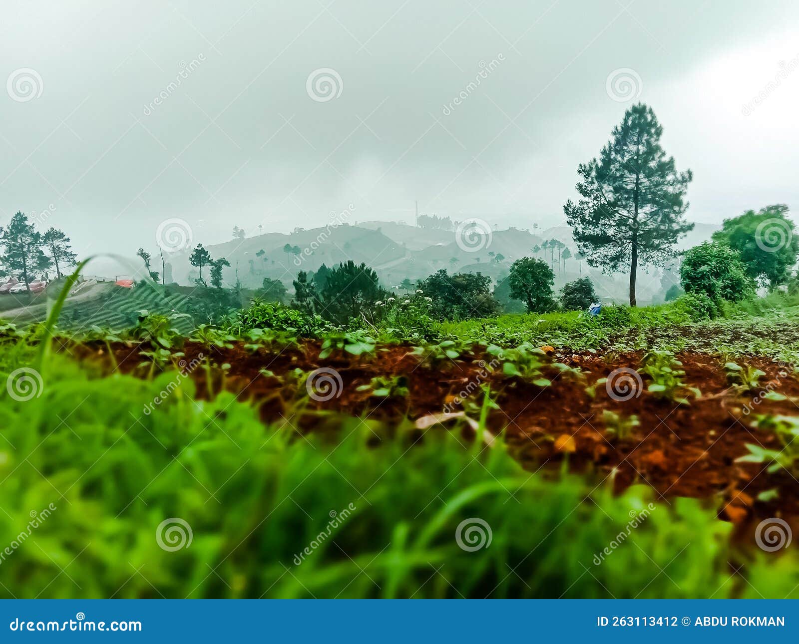 Natural serenity h stock photo. Image of nature, plant - 263113412