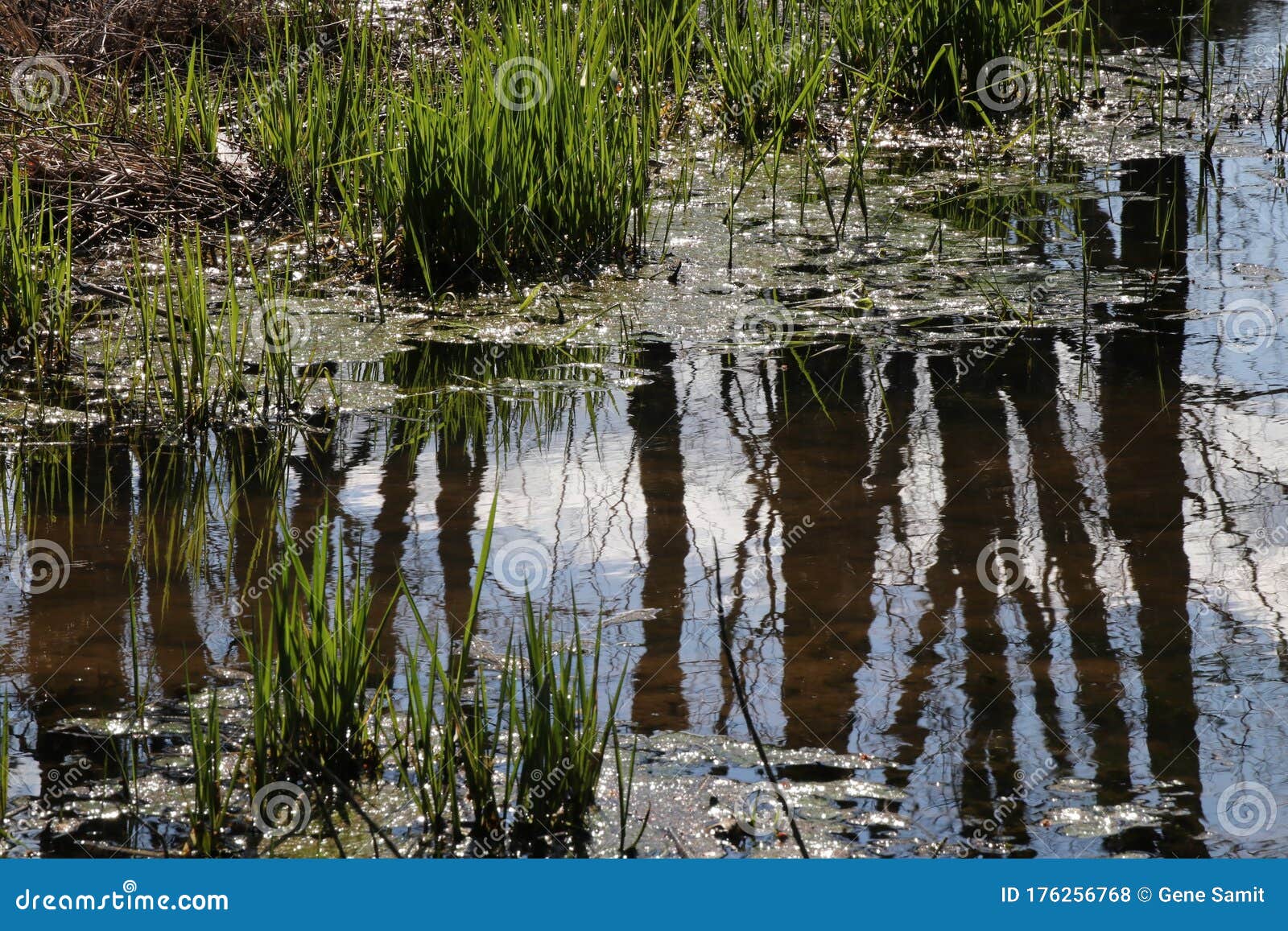 The Pond Shows the Trees Reflection and the Grass is a Very Bright ...