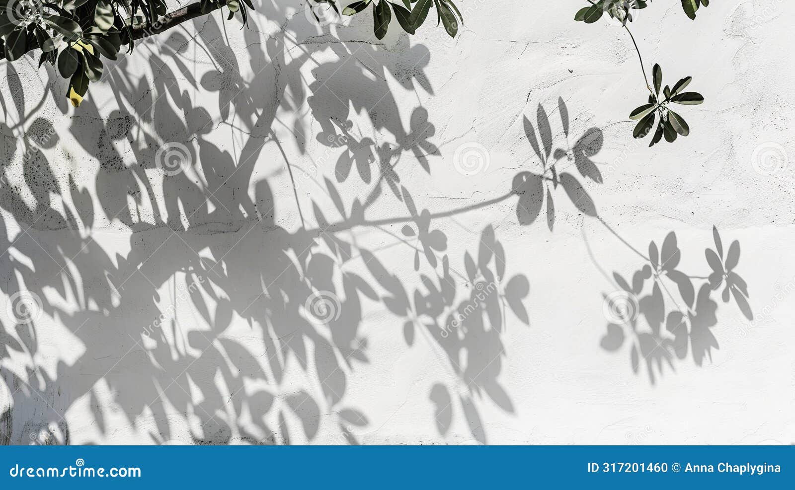 Natural Shadows on White Wall Texture Stock Photo - Image of ecology ...