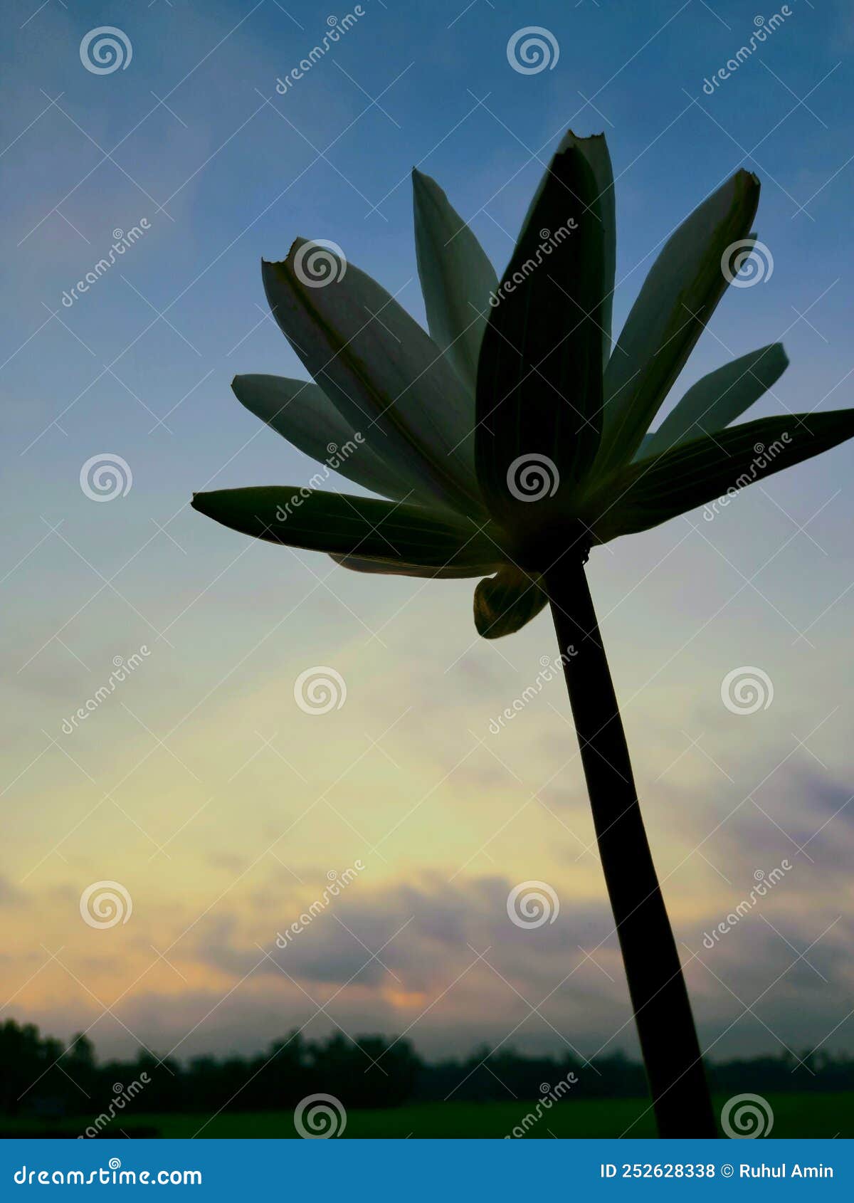 Natural Shapla Flower Photography | CartoonDealer.com #252628338