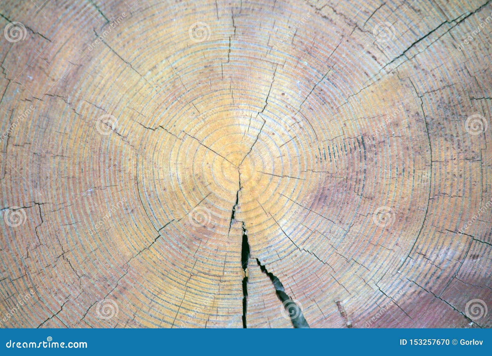 Natural Sharp Wooden Stub Background Stock Photo - Image of lumber ...