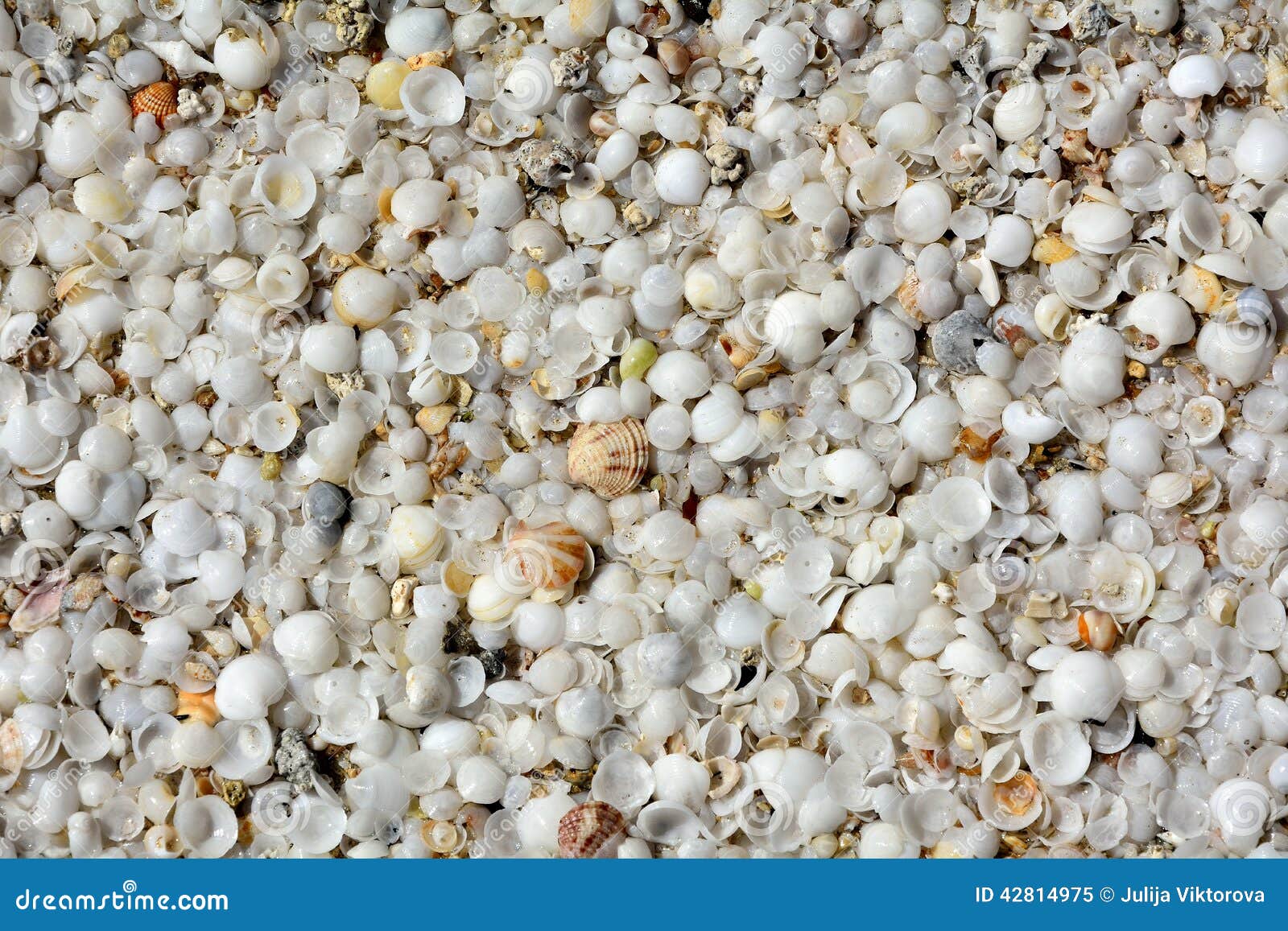 Natural shell background stock image. Image of sand, spain - 42814975