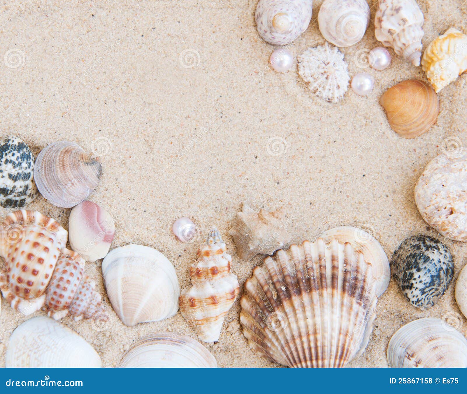 Natural Shell Border stock photo. Image of seashell, tranquil - 25867158