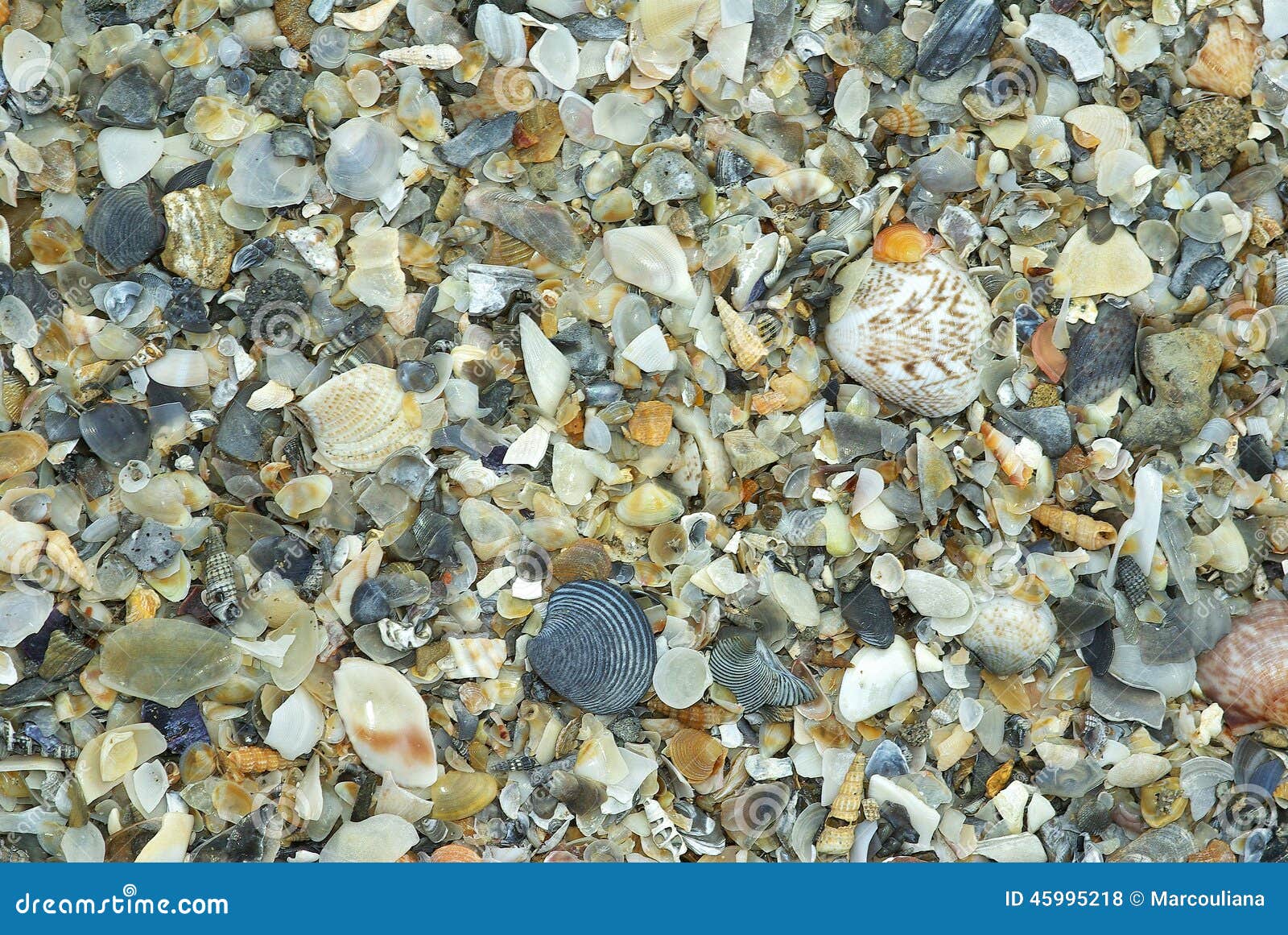 Natural shells background stock photo. Image of shellfish - 45995218
