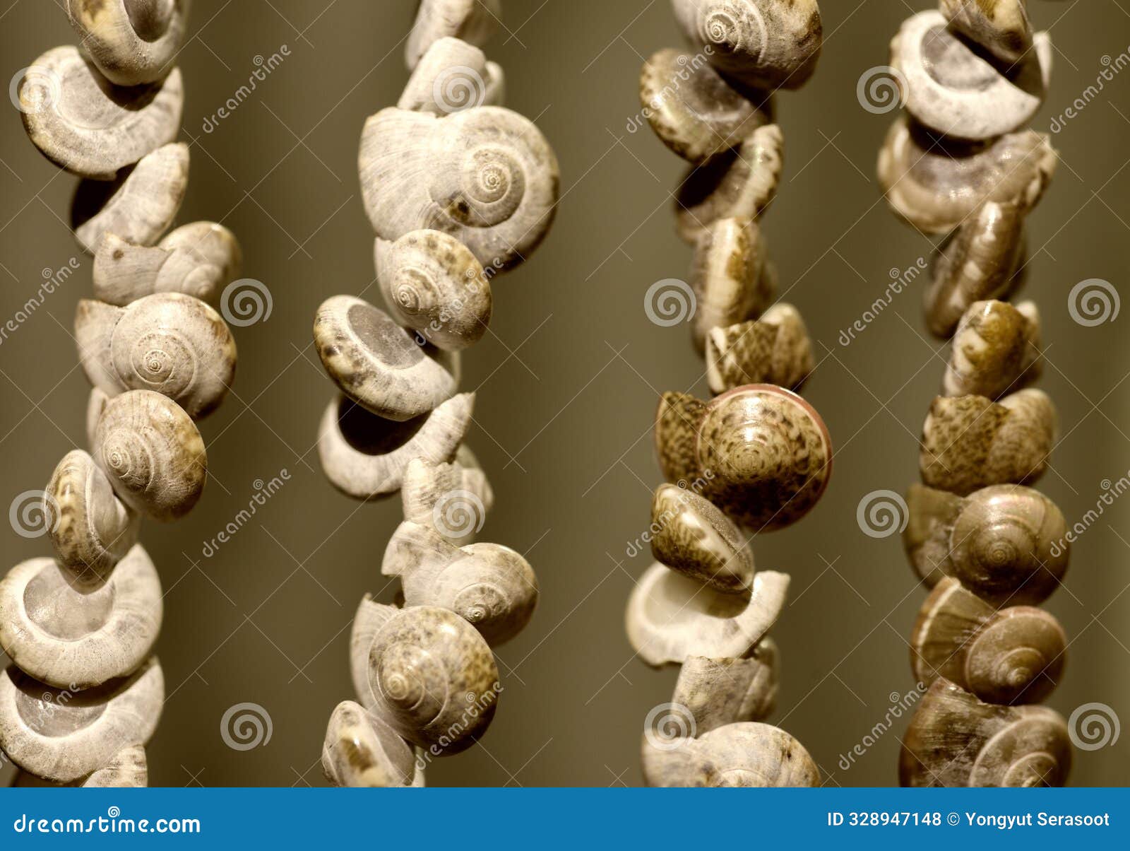 Natural Shells of Different Shapes, Sizes, Colors, Textures Stock Photo ...