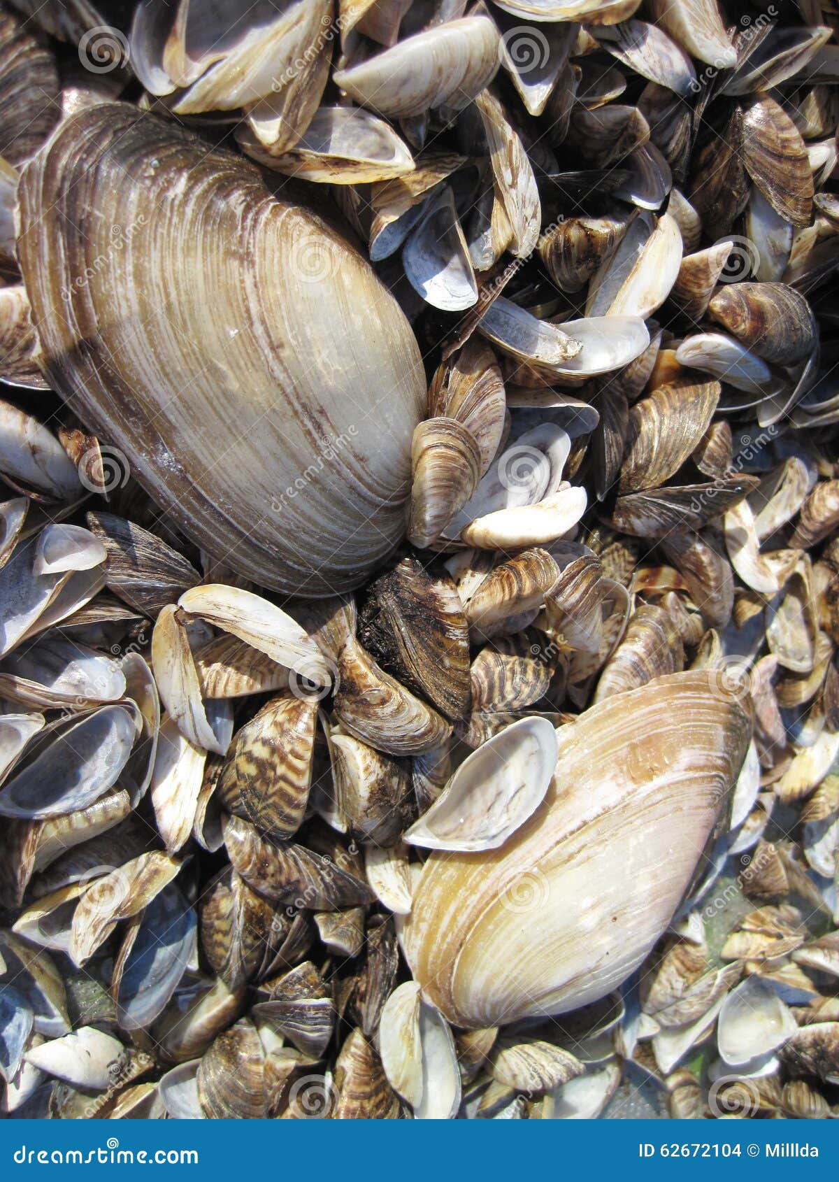 Natural shells pattern stock photo. Image of snail, macro - 62672104