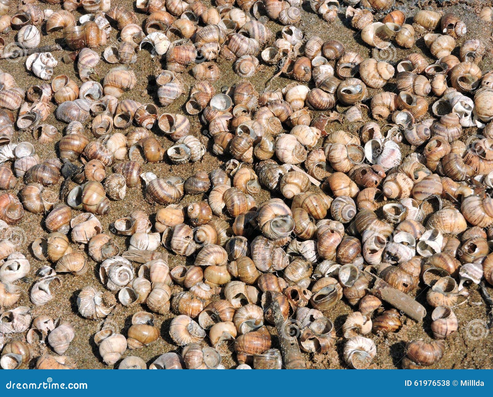 Natural shells pattern stock photo. Image of coast, pattern - 61976538
