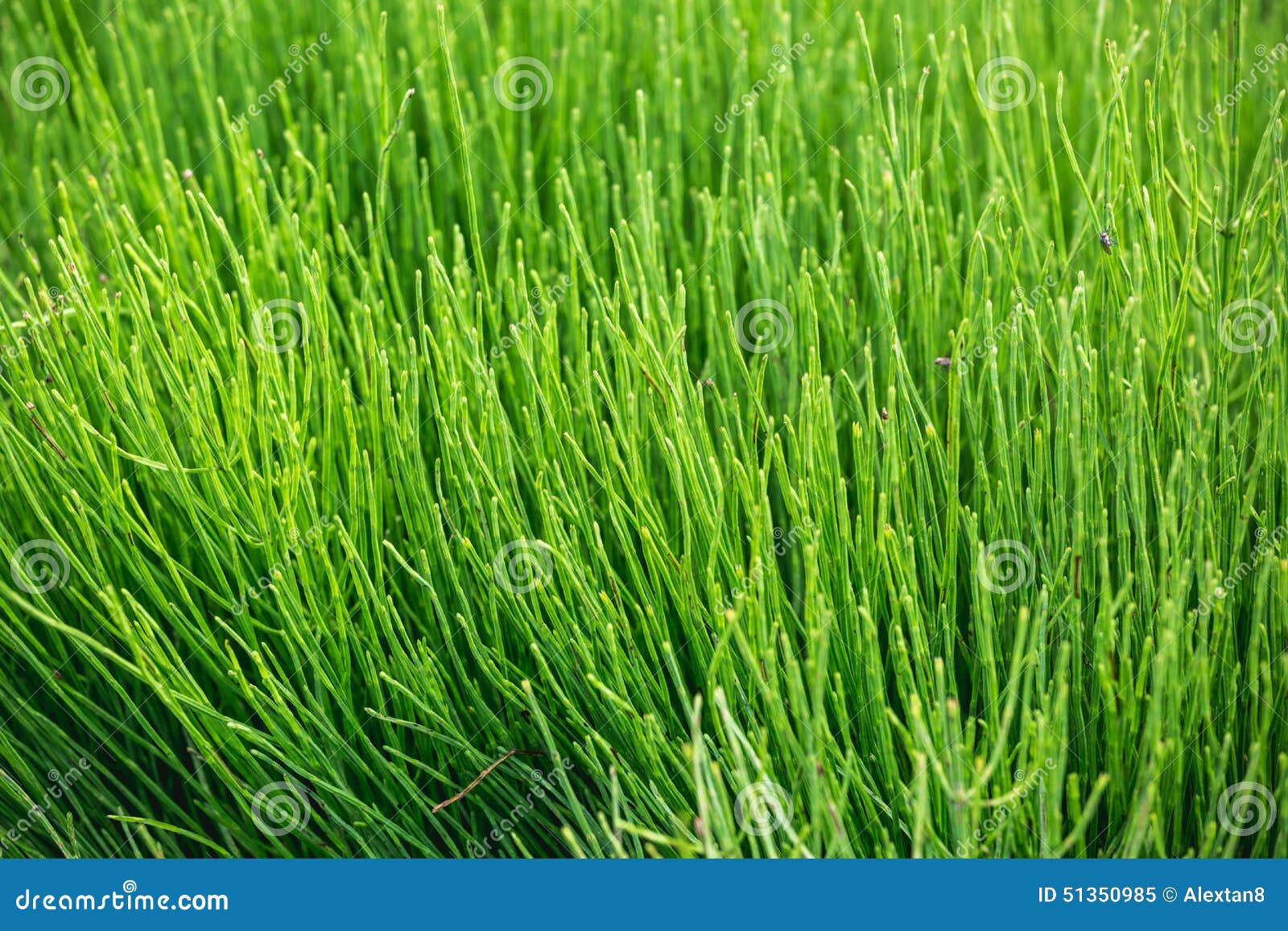 Natural Short Grass Background Stock Image - Image of christmas ...