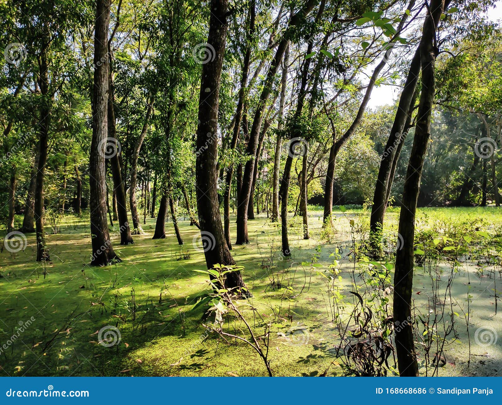 Natural Shot in a Summer Days Stock Photo - Image of nature ...