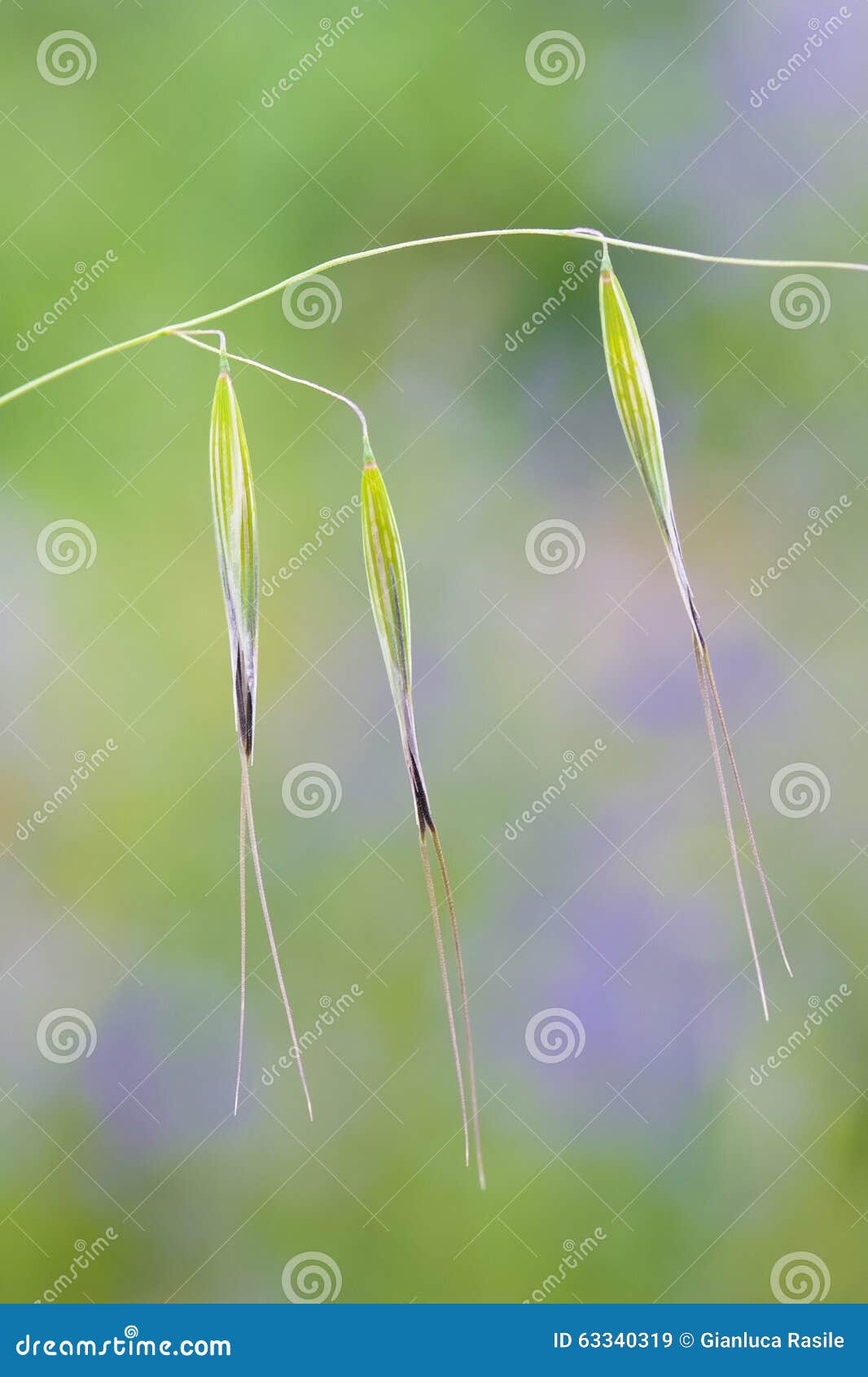 Natural simplicity stock image. Image of cereal, ears - 63340319