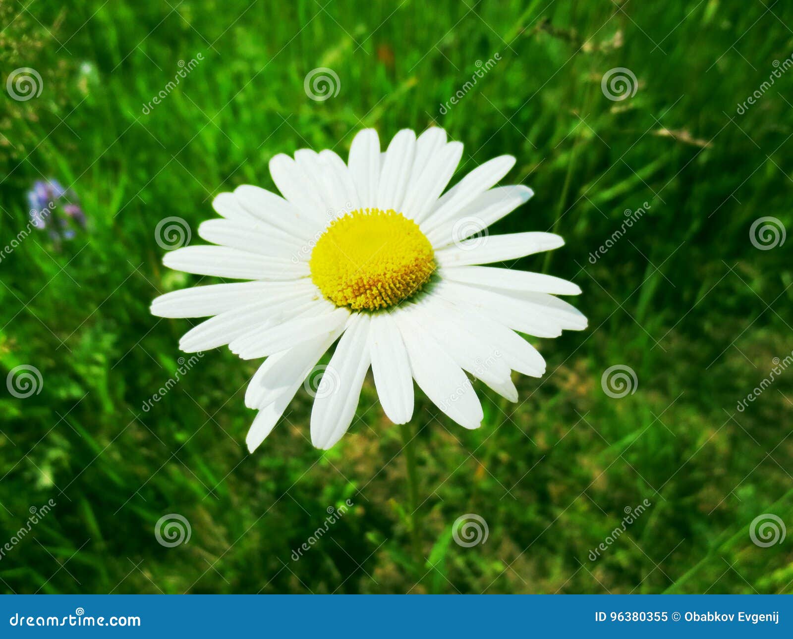 Natural simplicity stock image. Image of field, boundaries - 96380355