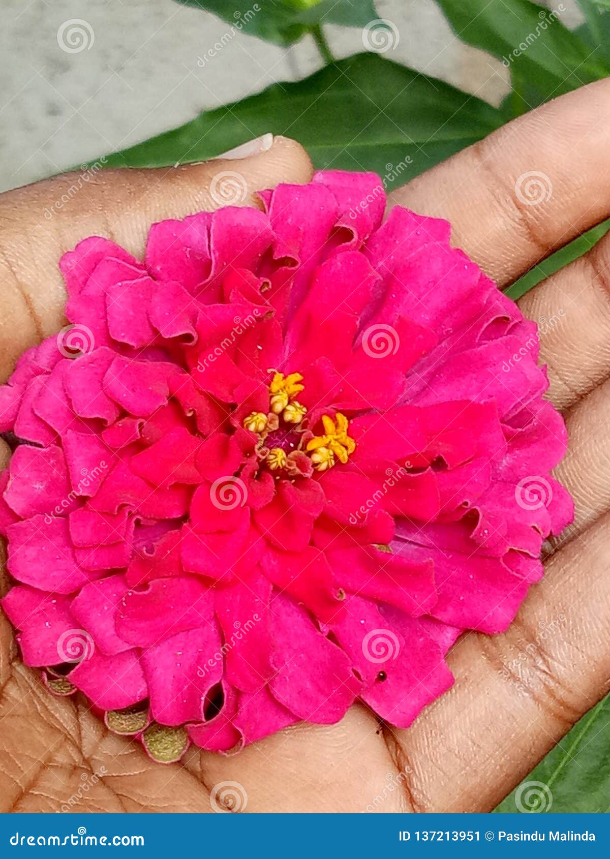 Natural Siniyas Flower of Sri Lanka Stock Image - Image of flower ...