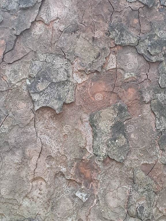 Natural skin of life tree stock photo. Image of skin - 285401128