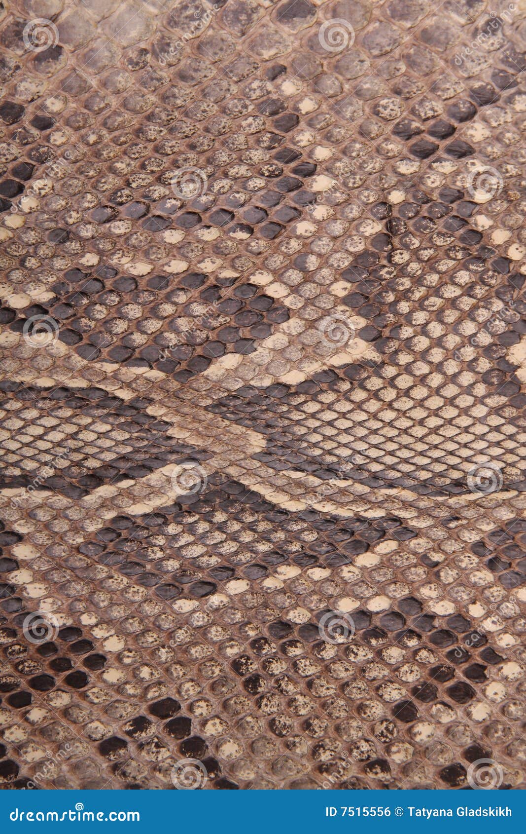 Natural skin of a python stock photo. Image of python - 7515556