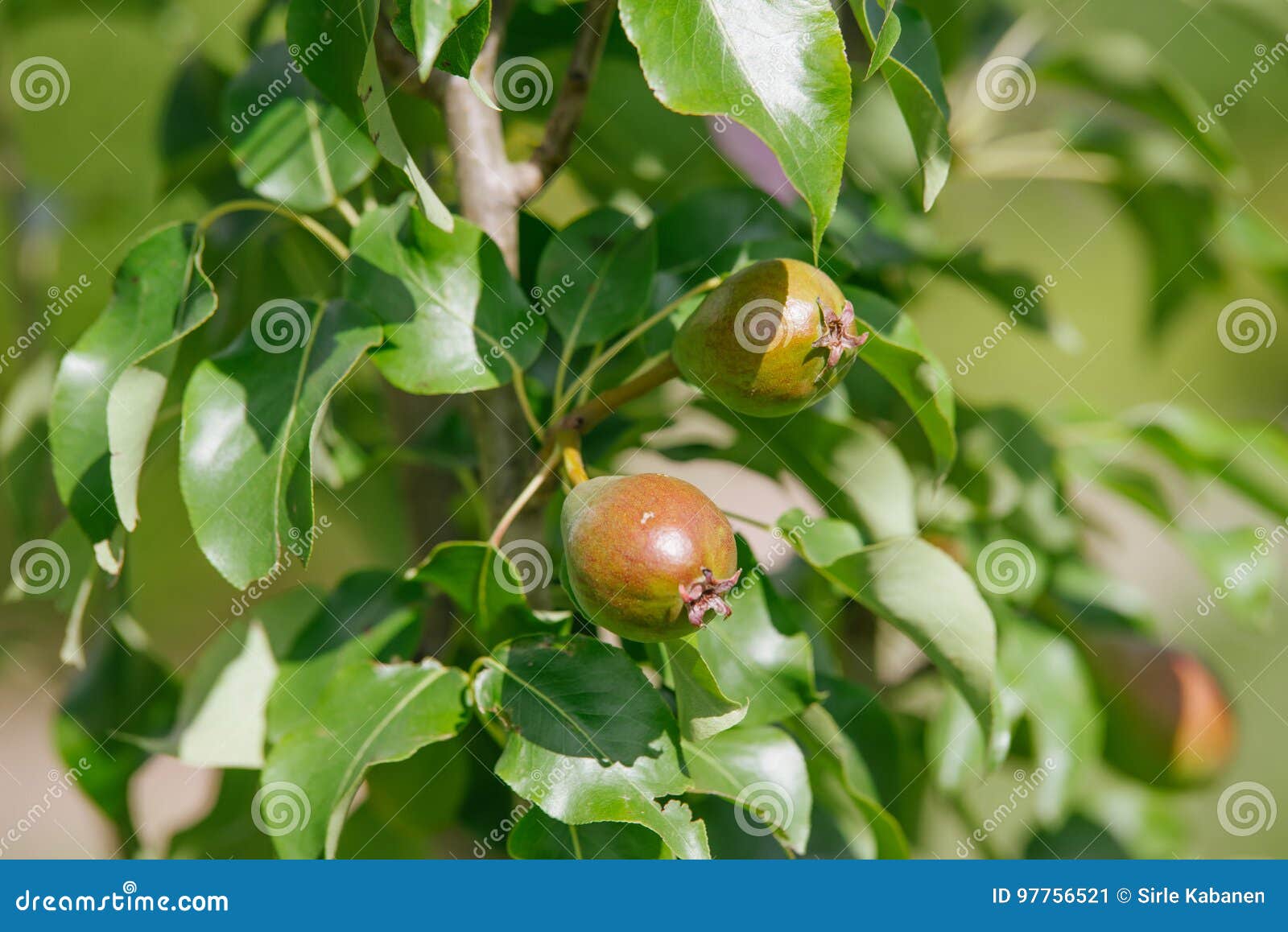 Natural Small Pear Tree Closeup Stock Image - Image of green, isolated ...