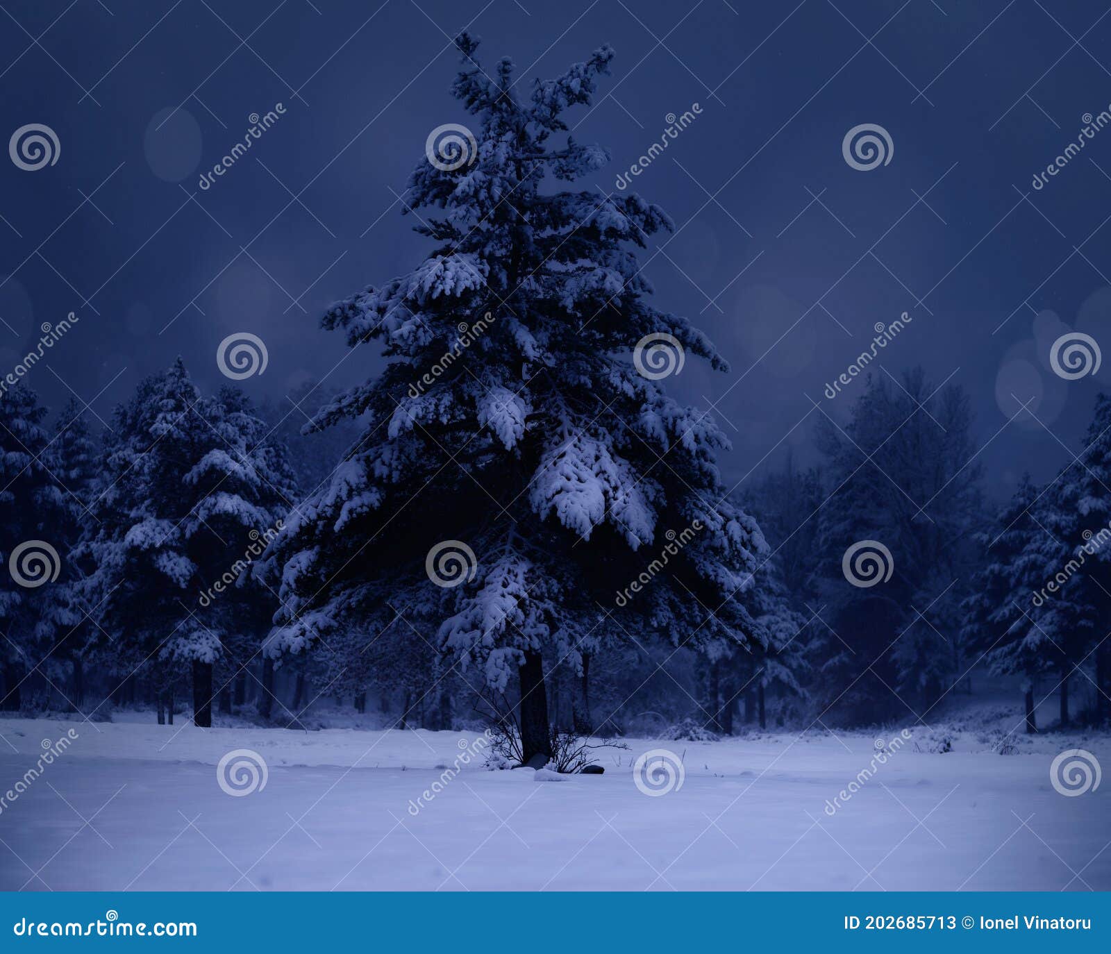 Natural Snowy Christmas Tree in the Forest with Natural Moonlight Stock ...