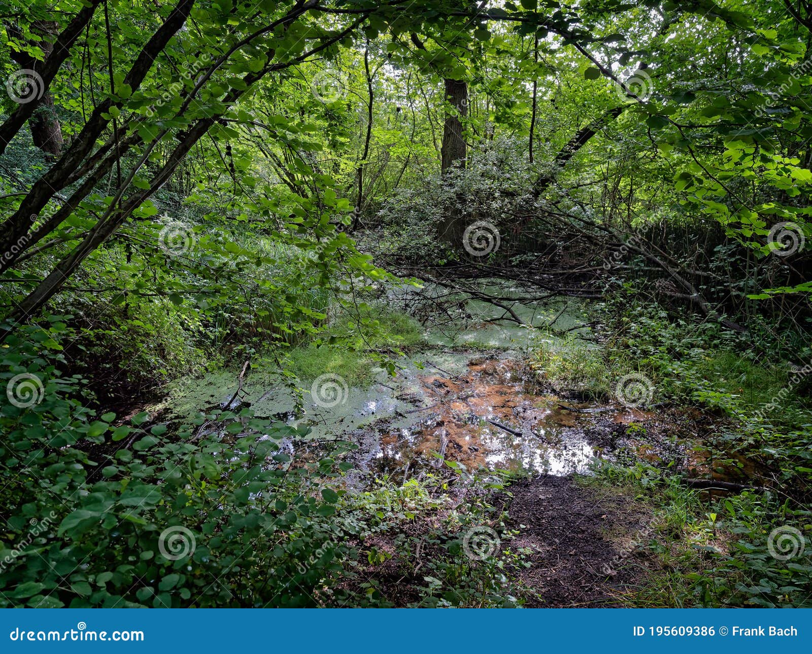 Natural Source Spring Well in Padborg Forest at Gendarmstien, Denmark ...