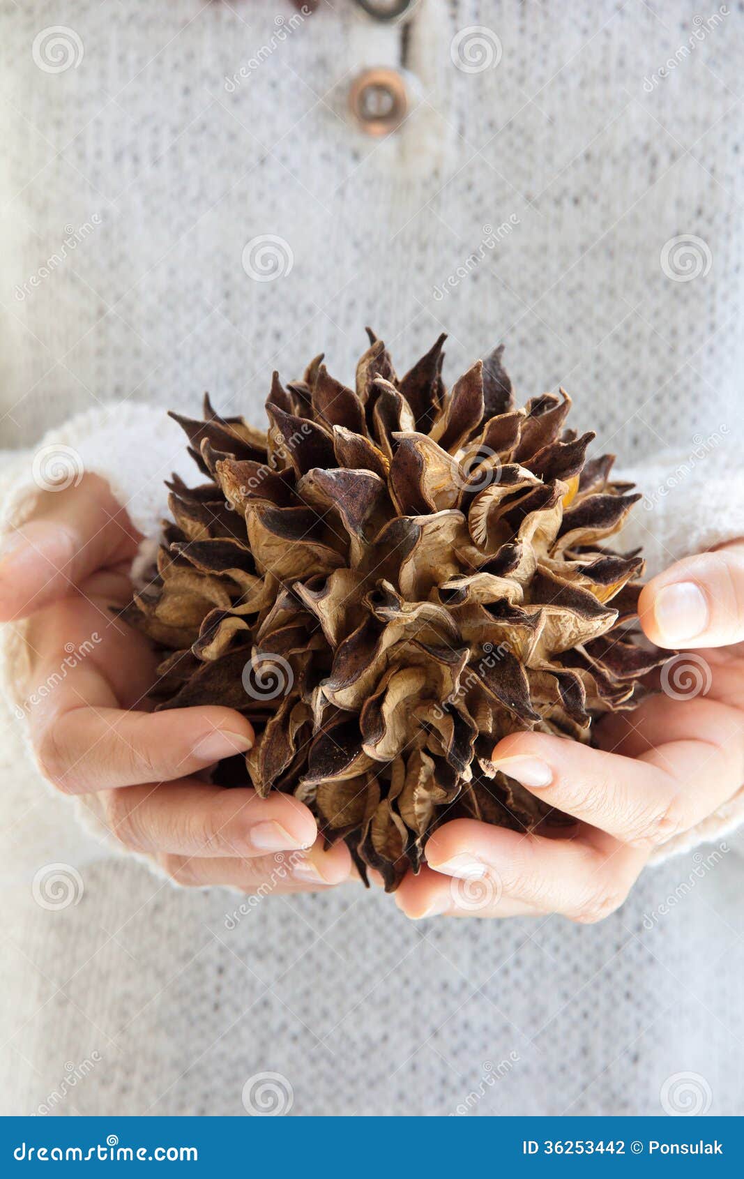 Natural spiky tree stock photo. Image of bunch, brown - 36253442