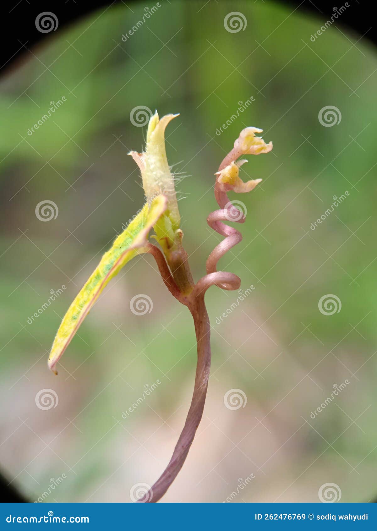 Natural Spiral from plant stock image. Image of blossom - 262476769