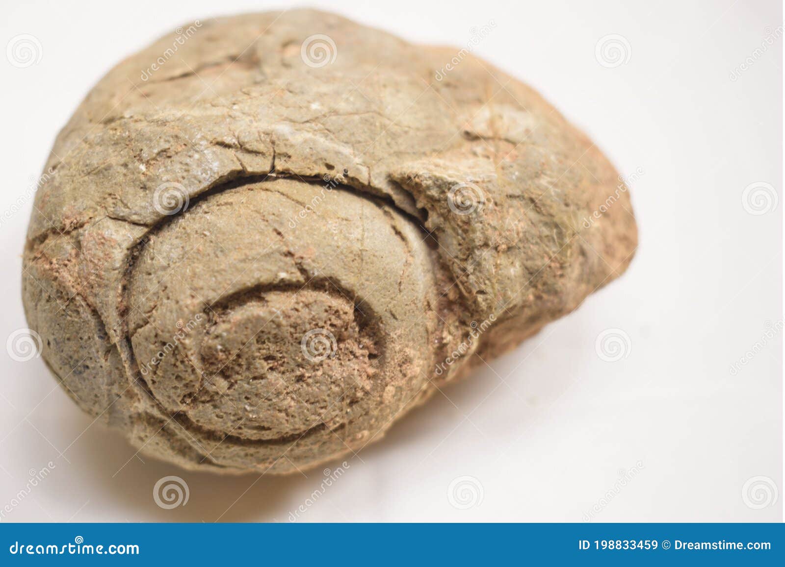 Natural Spiral Stones stock image. Image of surface - 198833459