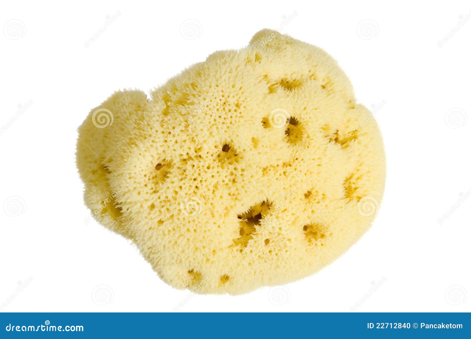 6,169 Isolated Natural Sponge Stock Photos - Free & Royalty-Free Stock ...
