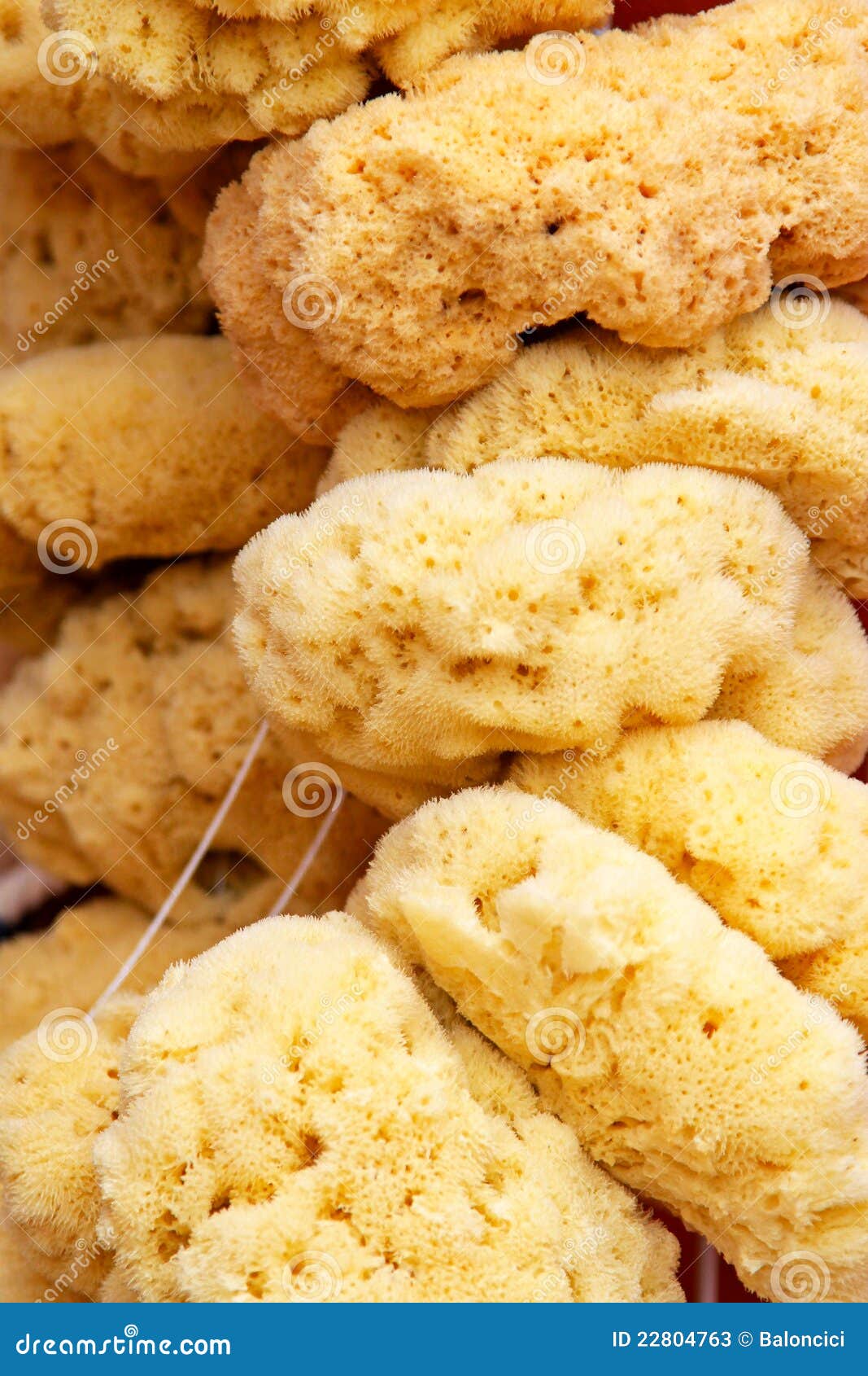 Natural sponge stock image. Image of sponge, animals - 22804763