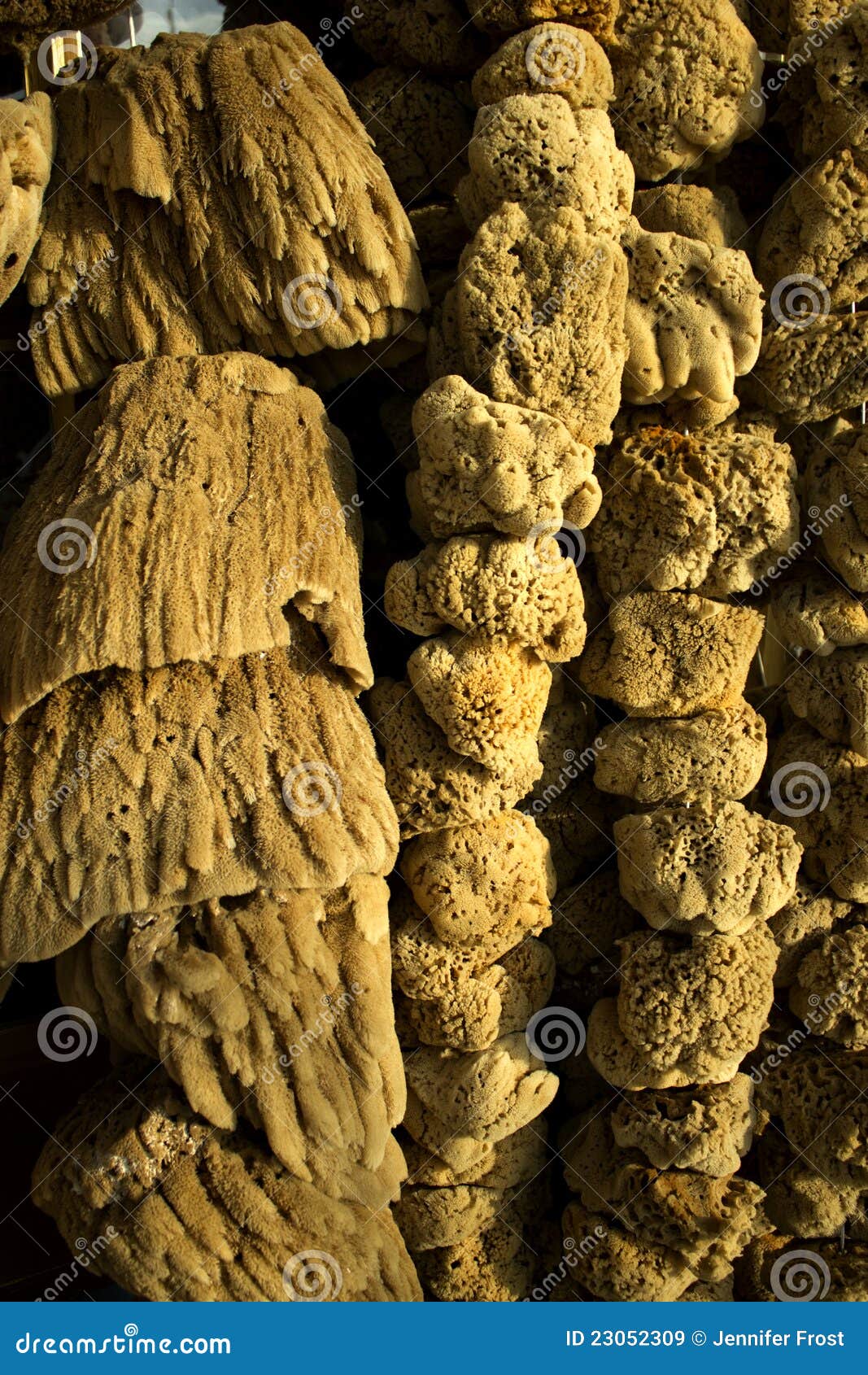 Natural Sponge stock image. Image of tourism, mexico - 23052309