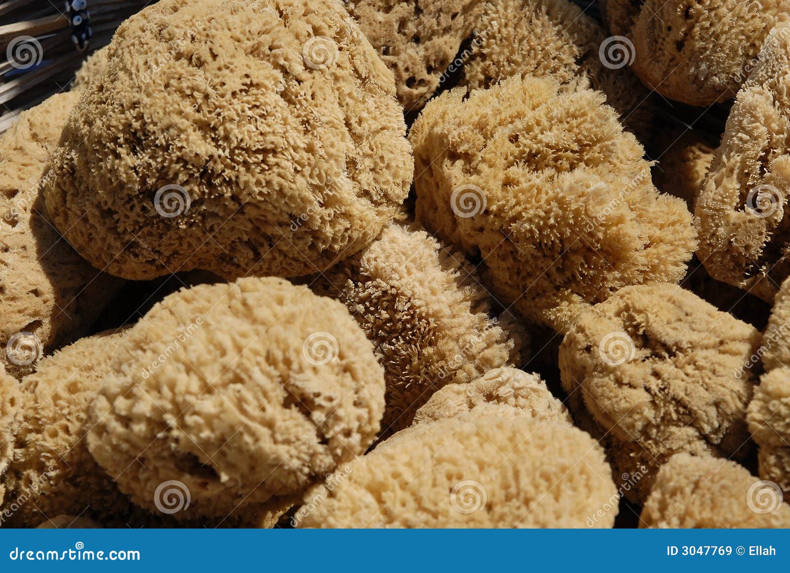 Natural sponge stock image. Image of holes, fiber, detail - 3047769